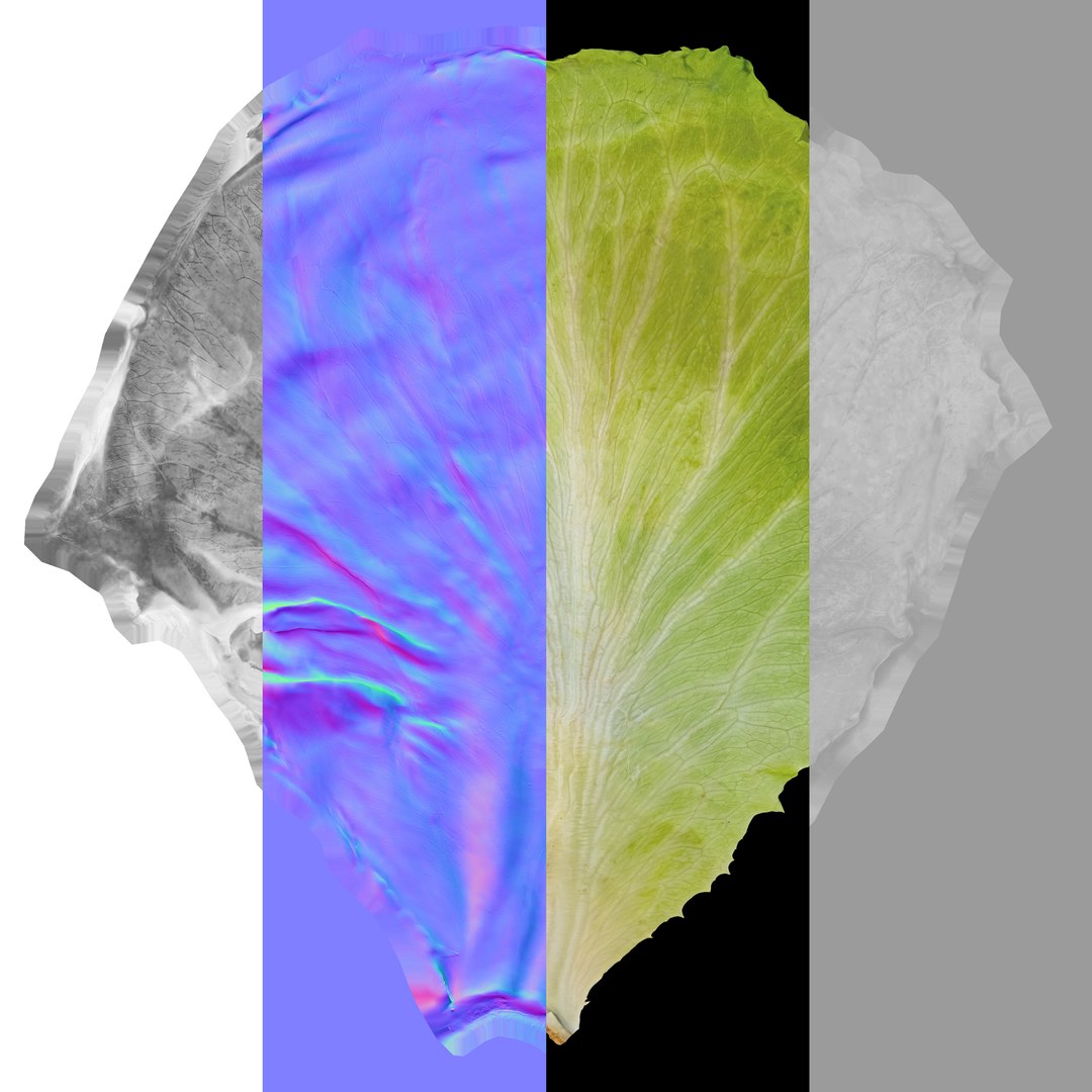 3D Lettuce And Lettuce Leaf Collection 03 - 2 Models - TurboSquid 1876534