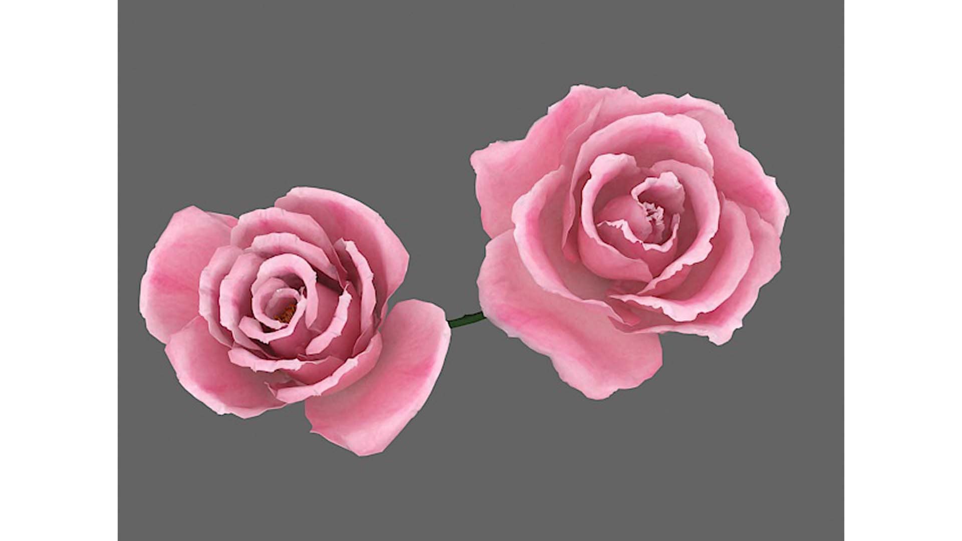 Rose Flower 3D Model - TurboSquid 2243519