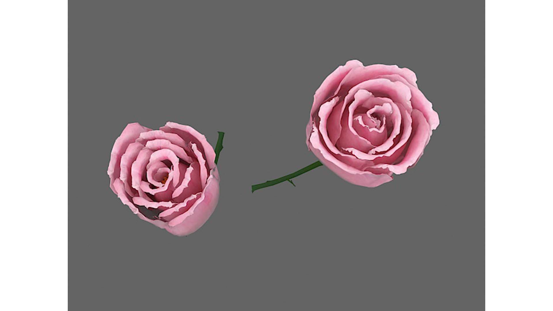 Rose Flower 3D Model - TurboSquid 2243519
