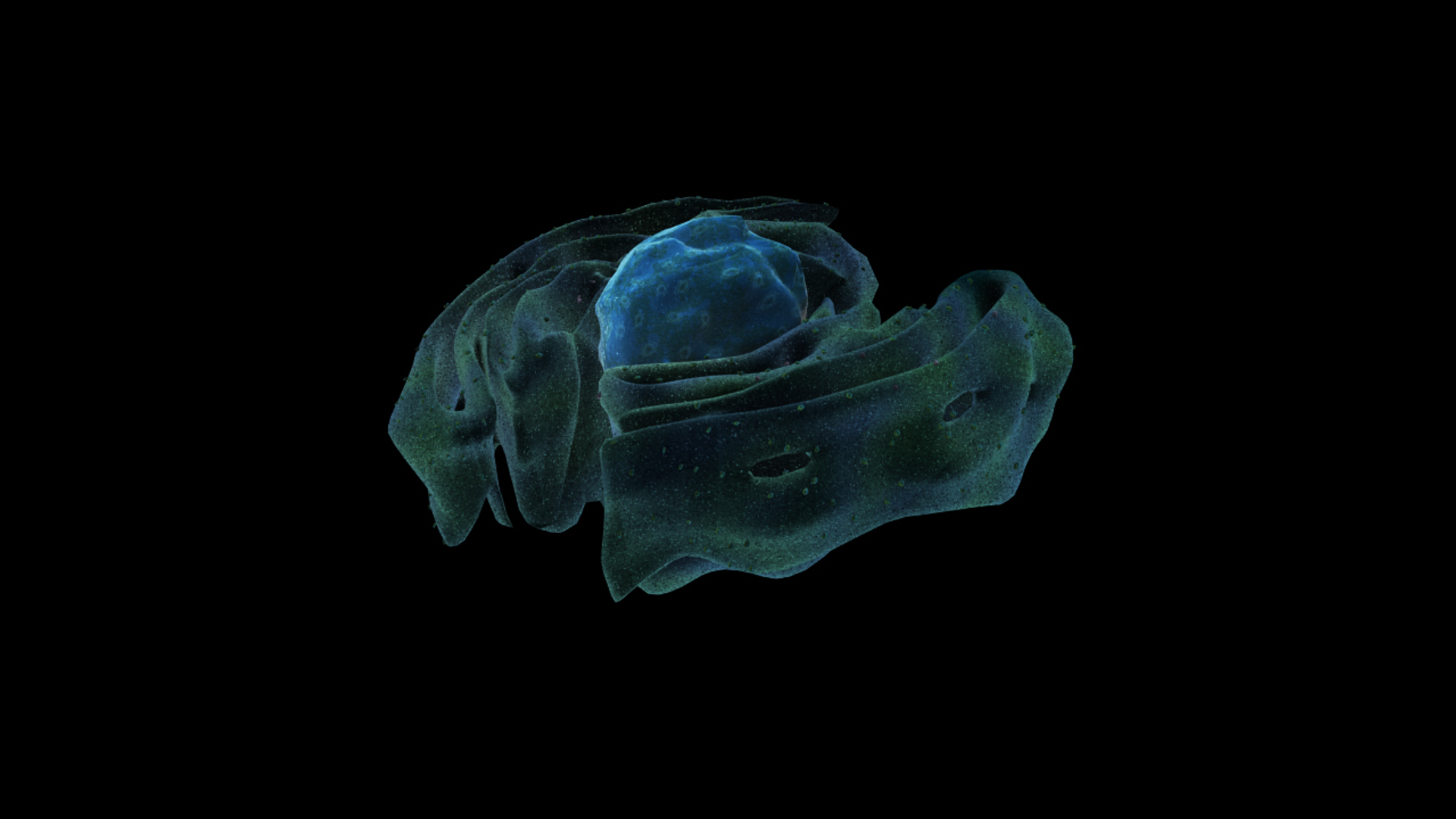 3d model nucleus cell endoplasmic reticulum