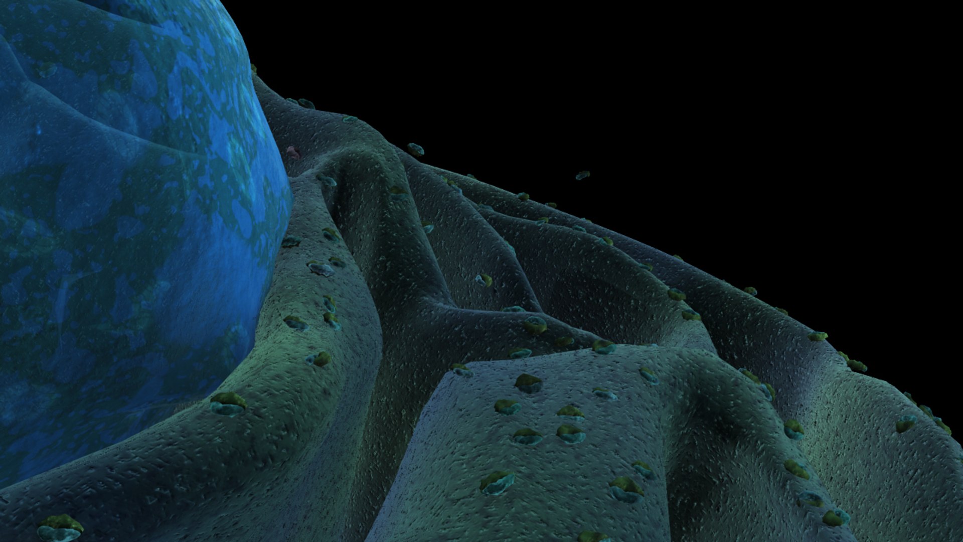 3d model nucleus cell endoplasmic reticulum