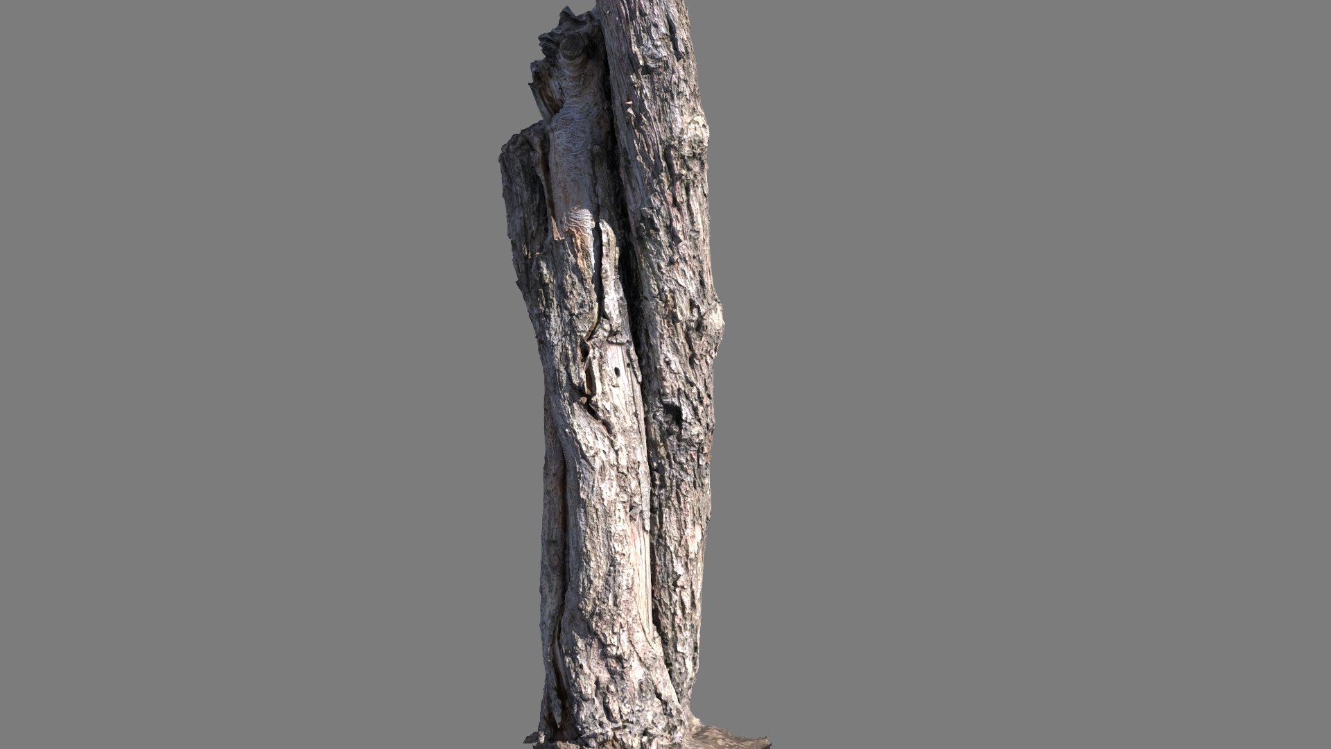 Scanned Tree Trunk 01 3D - TurboSquid 2113232