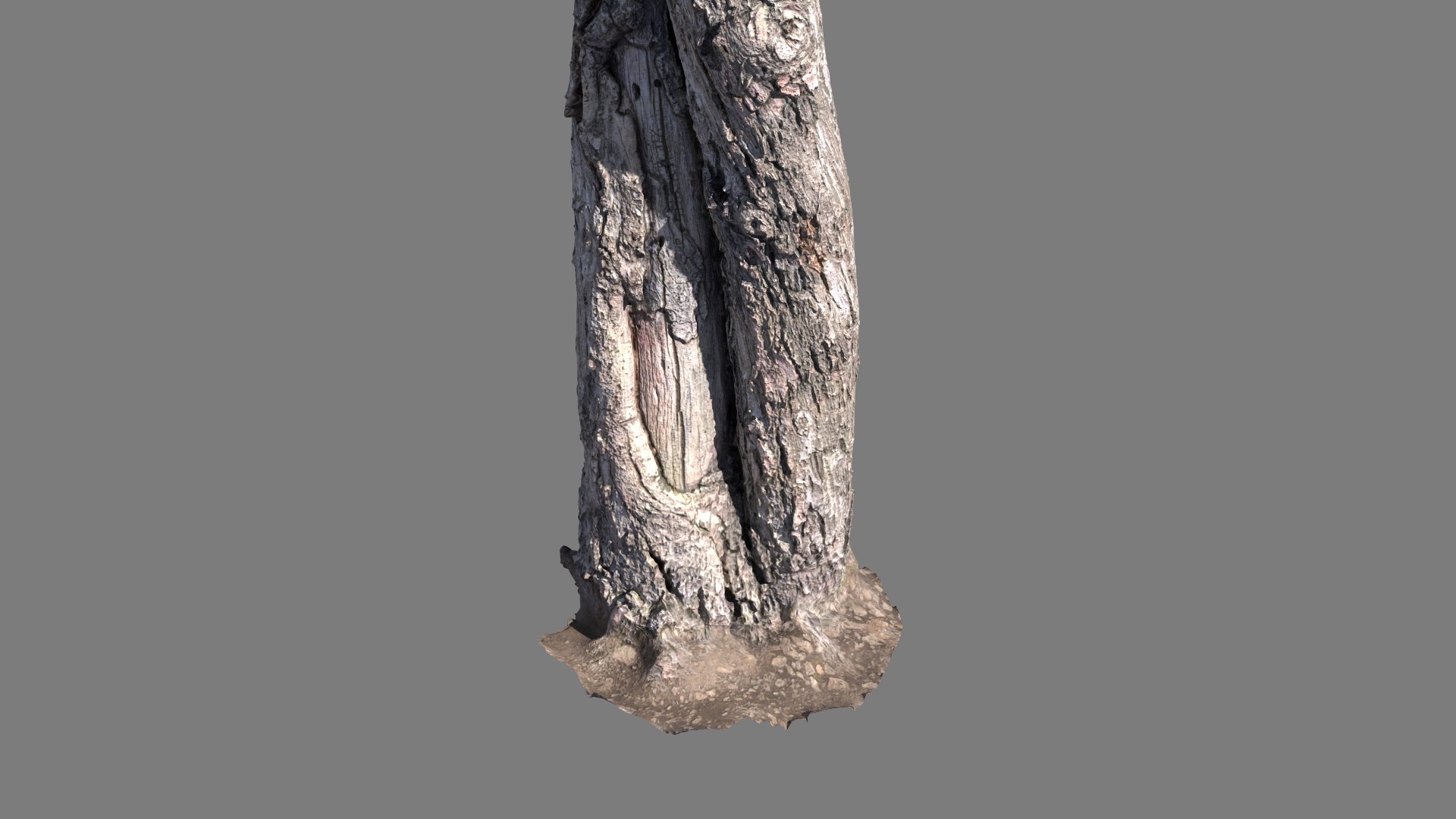 Scanned Tree Trunk 01 3D - TurboSquid 2113232