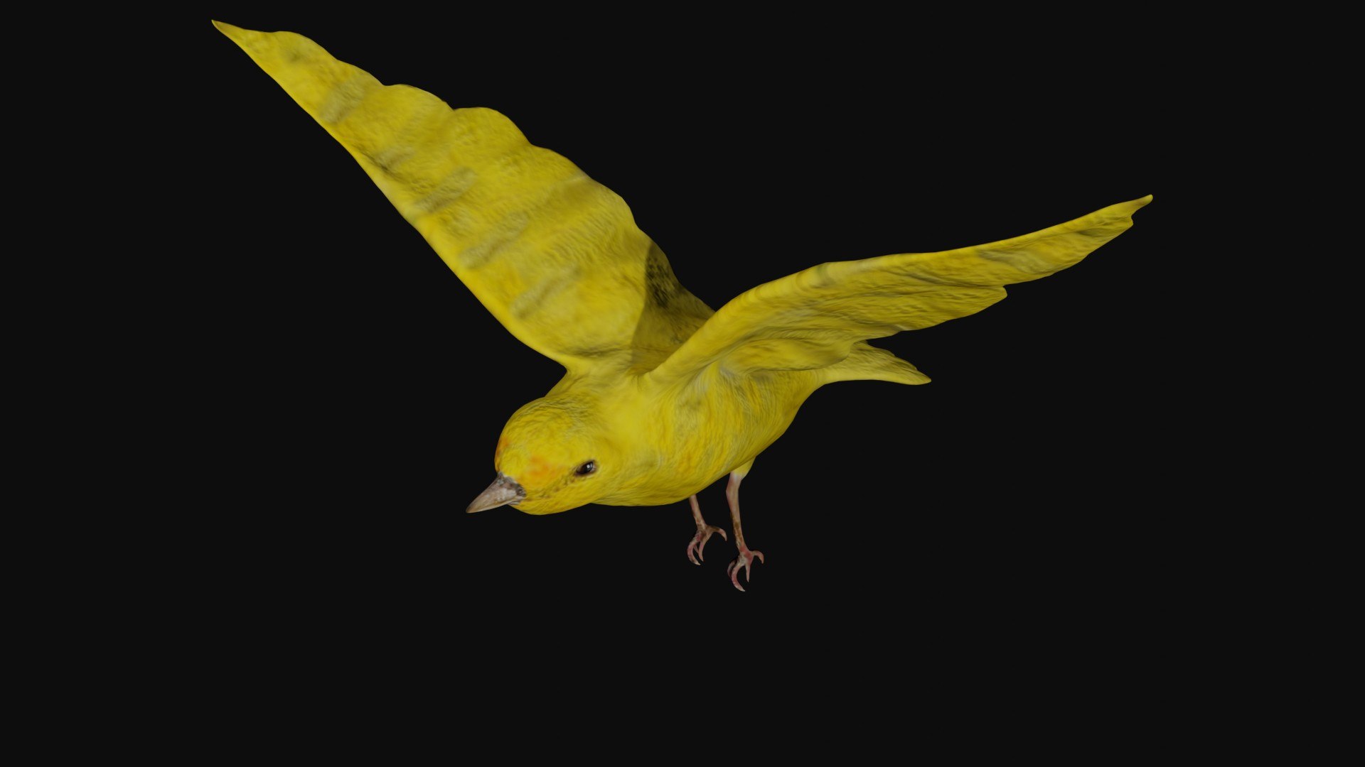 3D Canary Rigged Model - TurboSquid 1746038