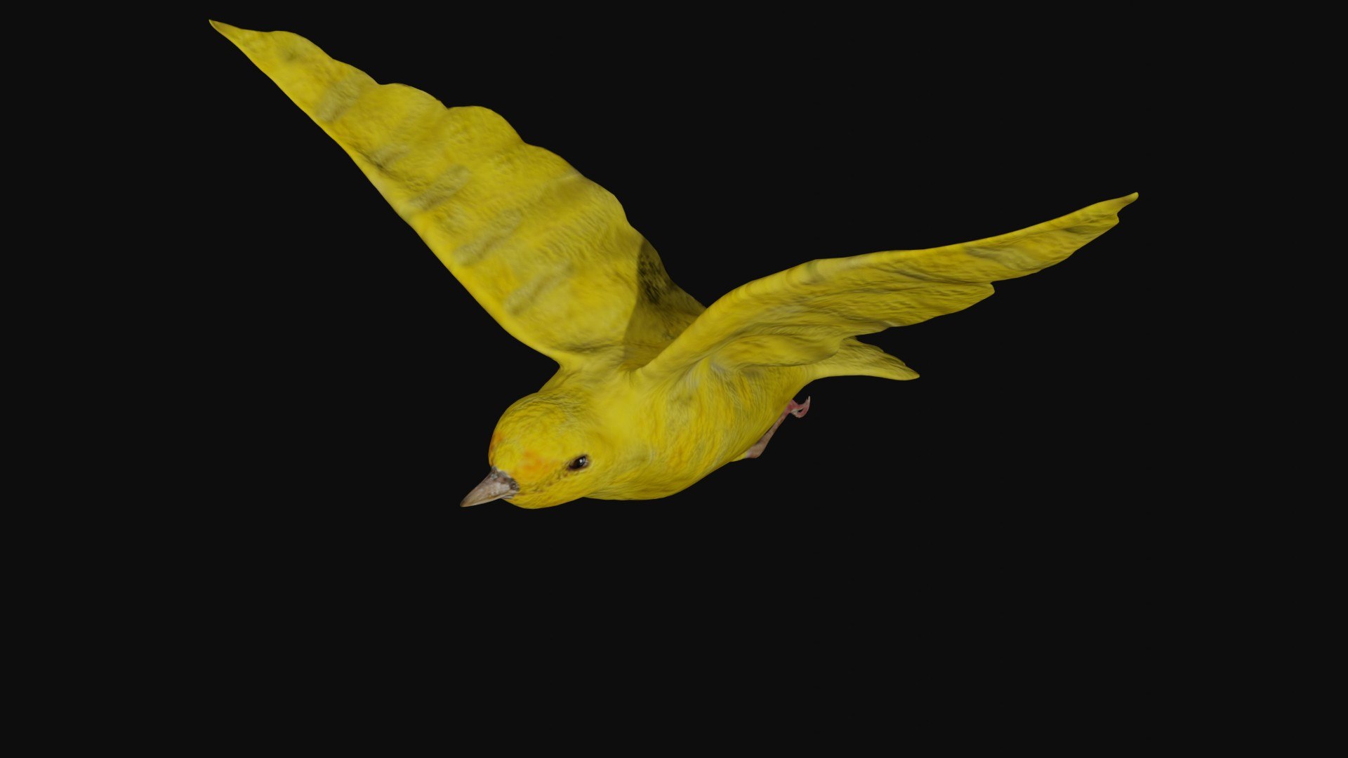 3D Canary Rigged Model - TurboSquid 1746038