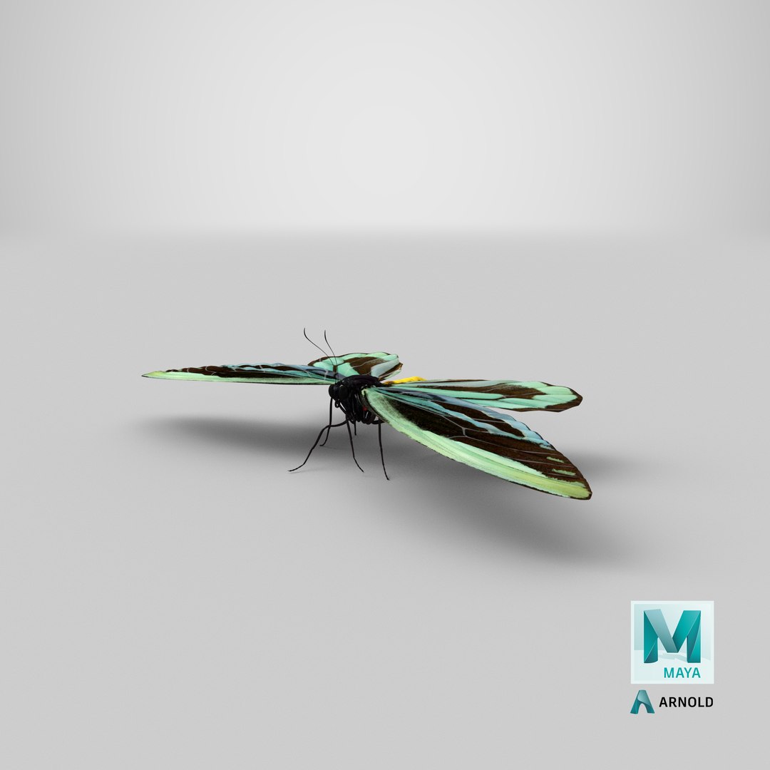 3D ornithoptera alexandrae butterfly - TurboSquid 1165855