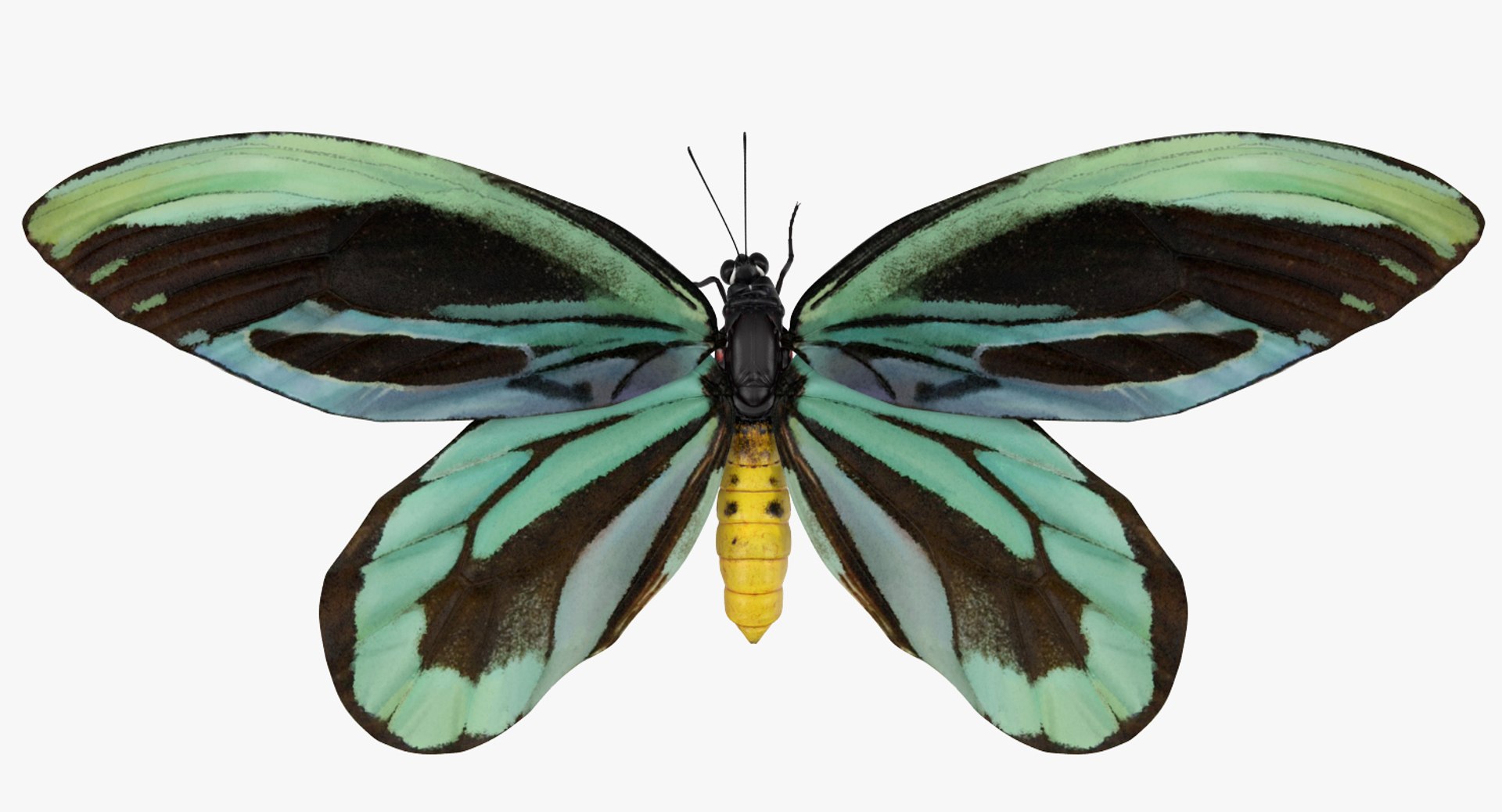 Ornithoptera Alexandrae Butterfly 3D模型3D模型 - TurboSquid 1165855