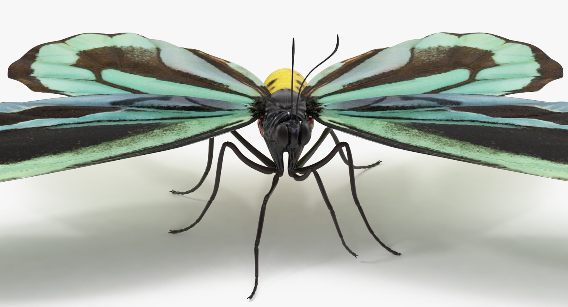 3D ornithoptera alexandrae butterfly - TurboSquid 1165855