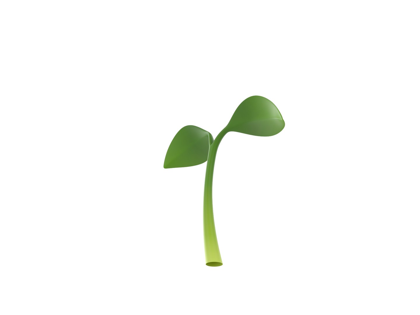 Sprout 3D Model - TurboSquid 1211469