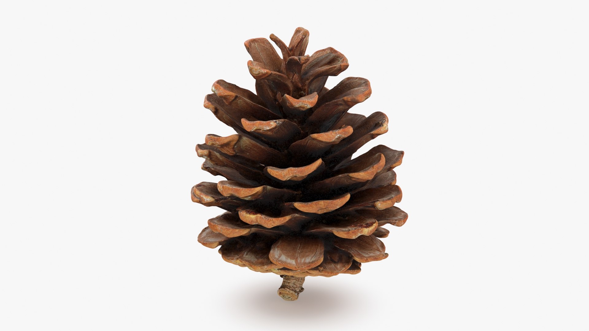 3D Pine Cone 03 Model - TurboSquid 2291585