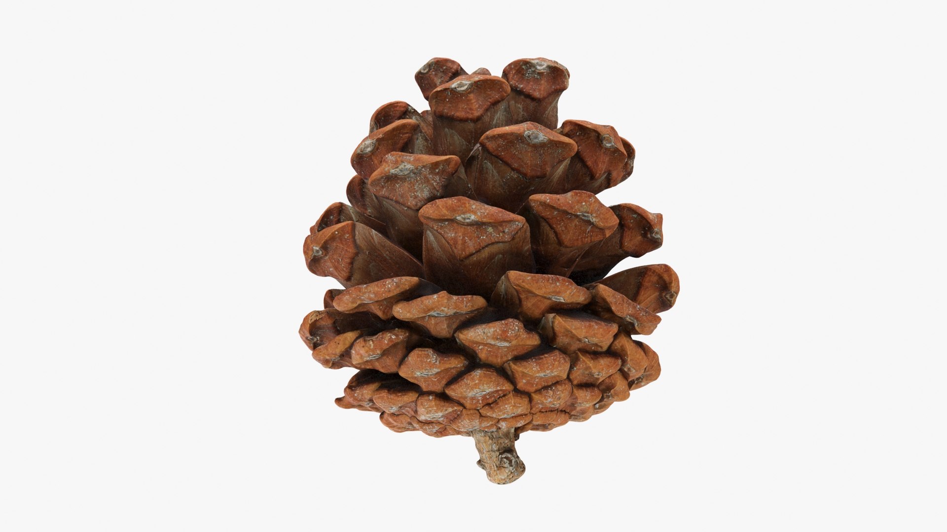 3D Pine Cone 03 Model - TurboSquid 2291585