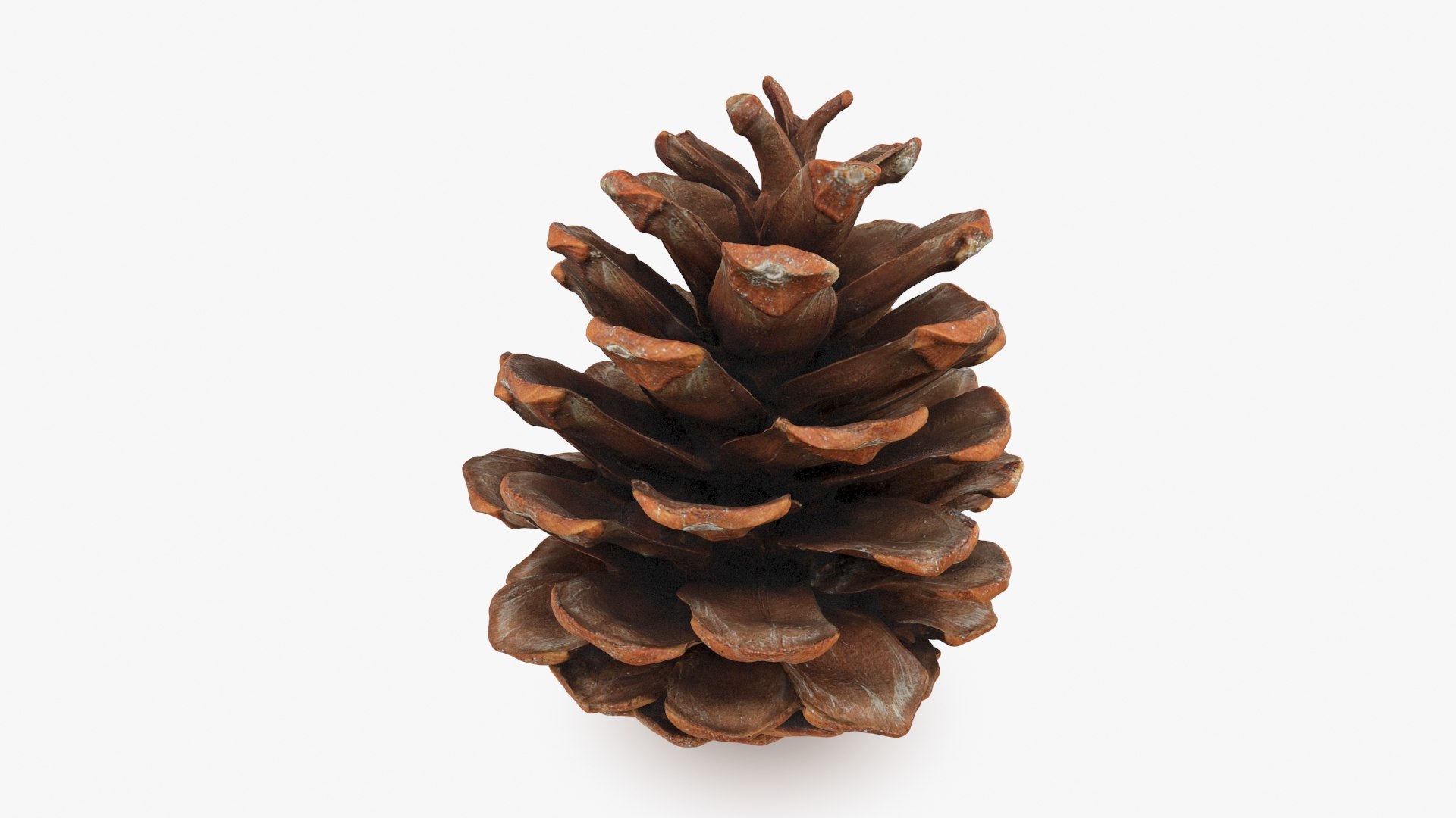 3D Pine Cone 03 Model - TurboSquid 2291585