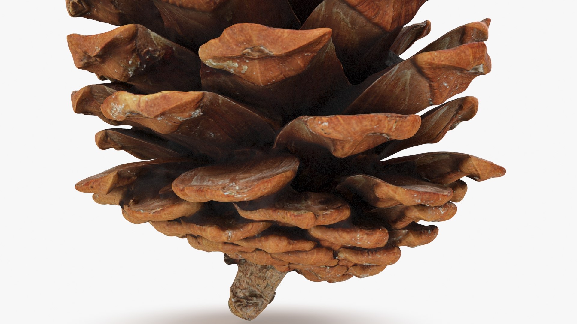 3D Pine Cone 03 Model - TurboSquid 2291585
