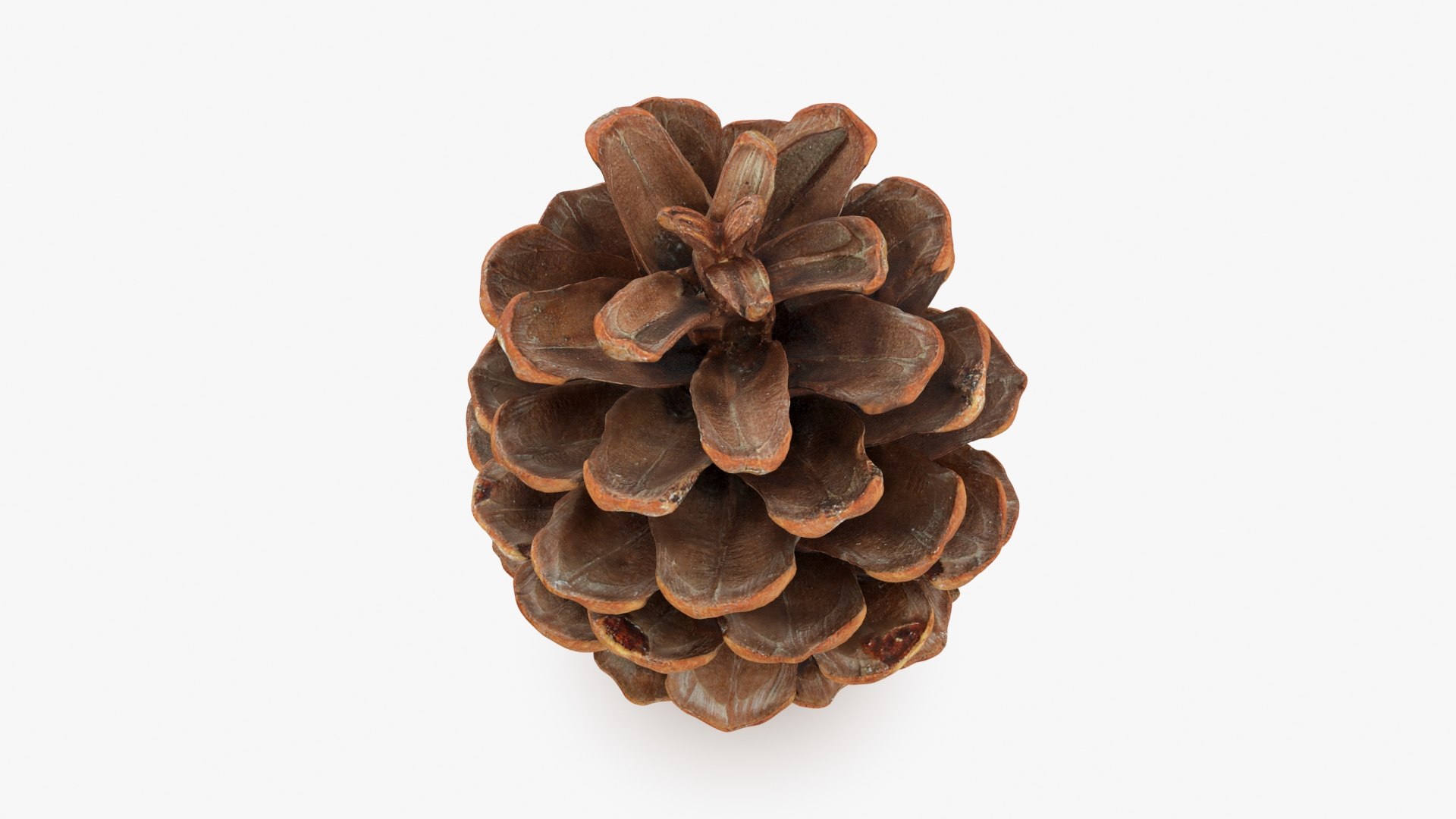 3D Pine Cone 03 Model - TurboSquid 2291585