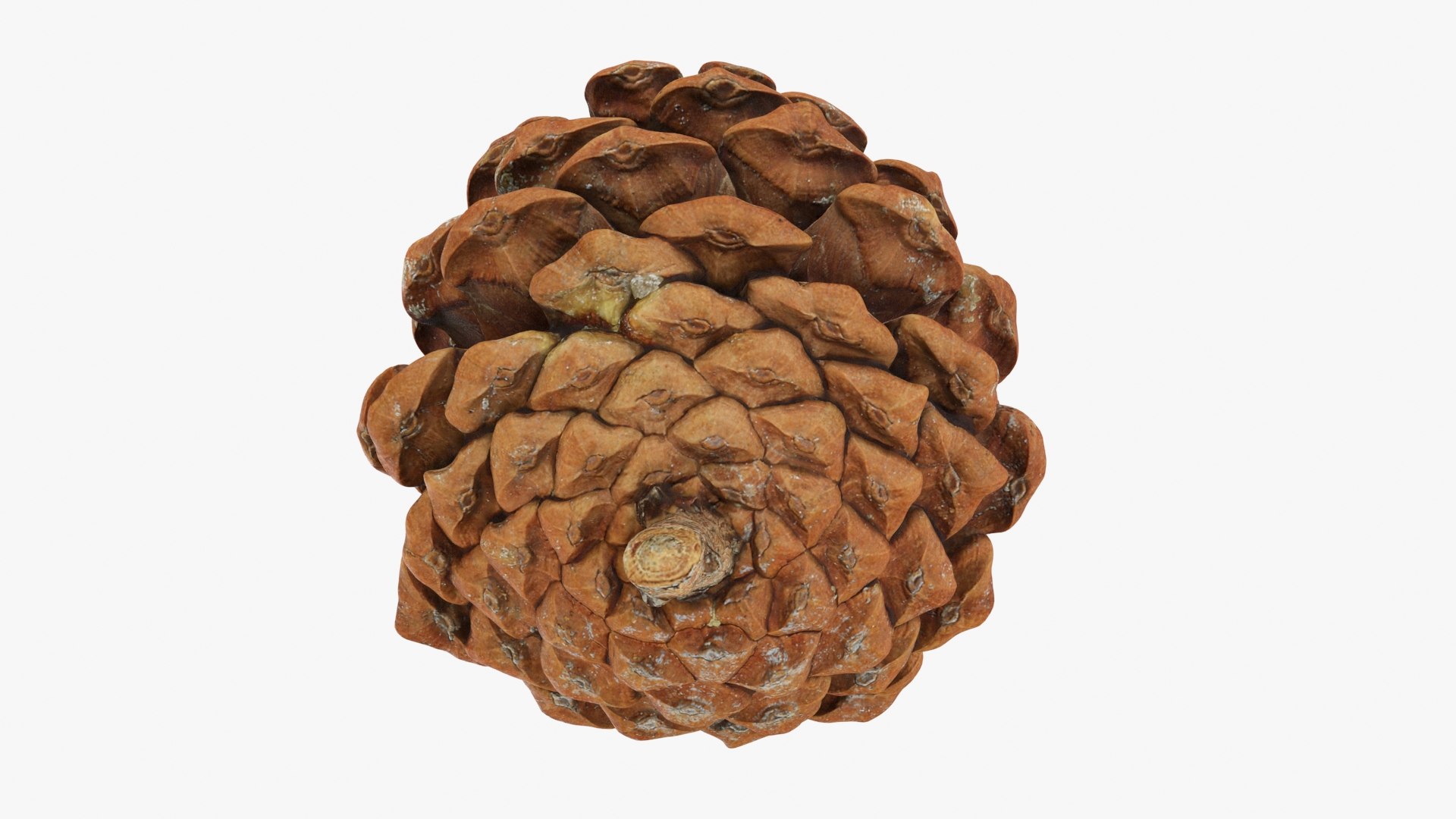 3D Pine Cone 03 Model - TurboSquid 2291585