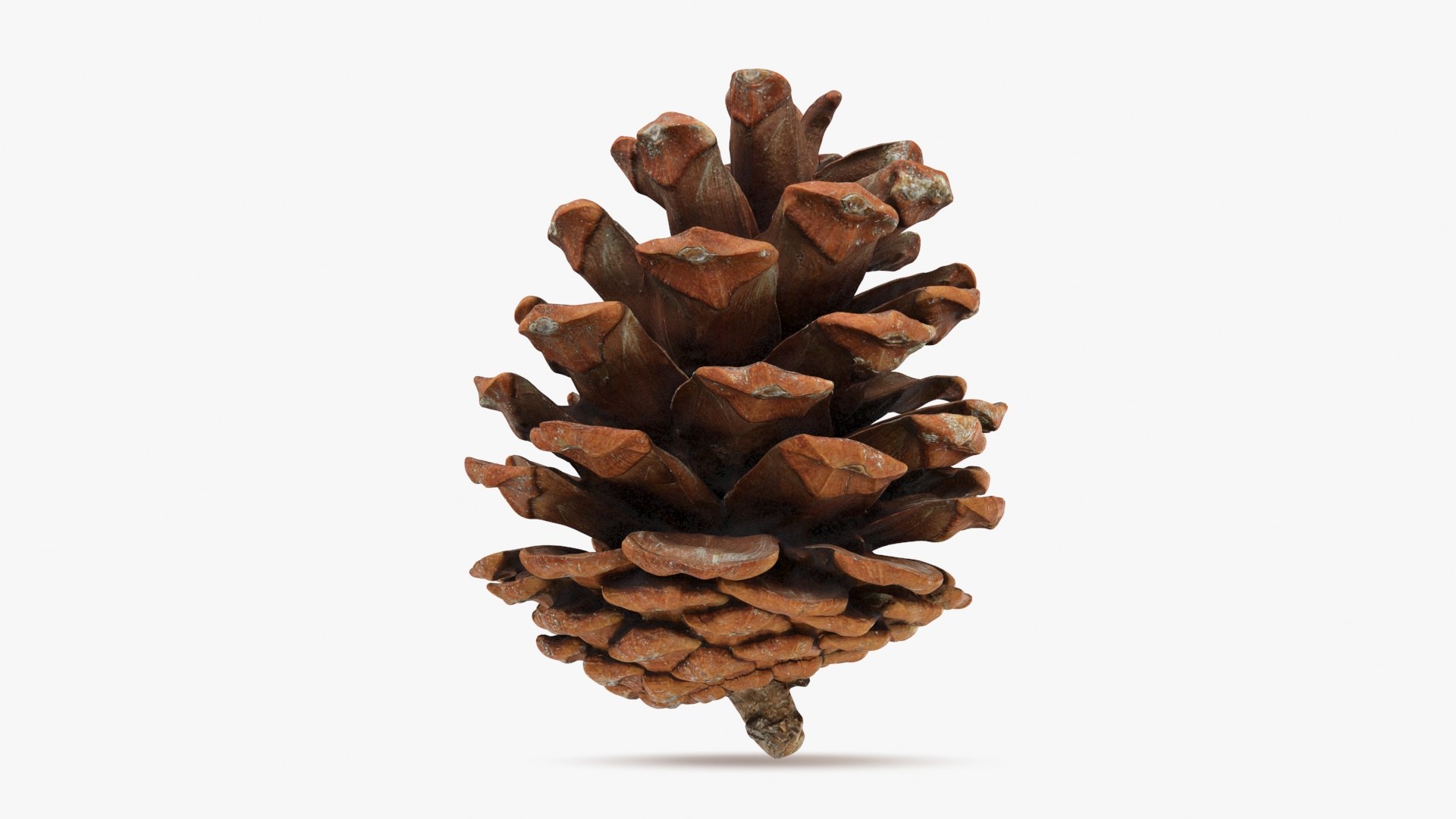 3D Pine Cone 03 Model - TurboSquid 2291585