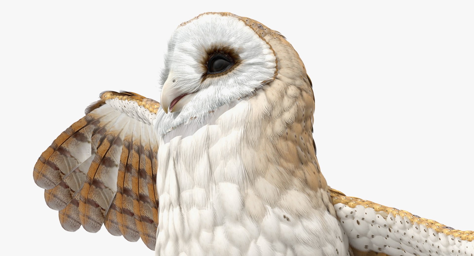Barn owl rigged 3D - TurboSquid 1479075