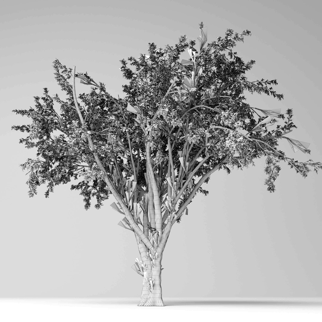 American Elm Model - TurboSquid 1360360
