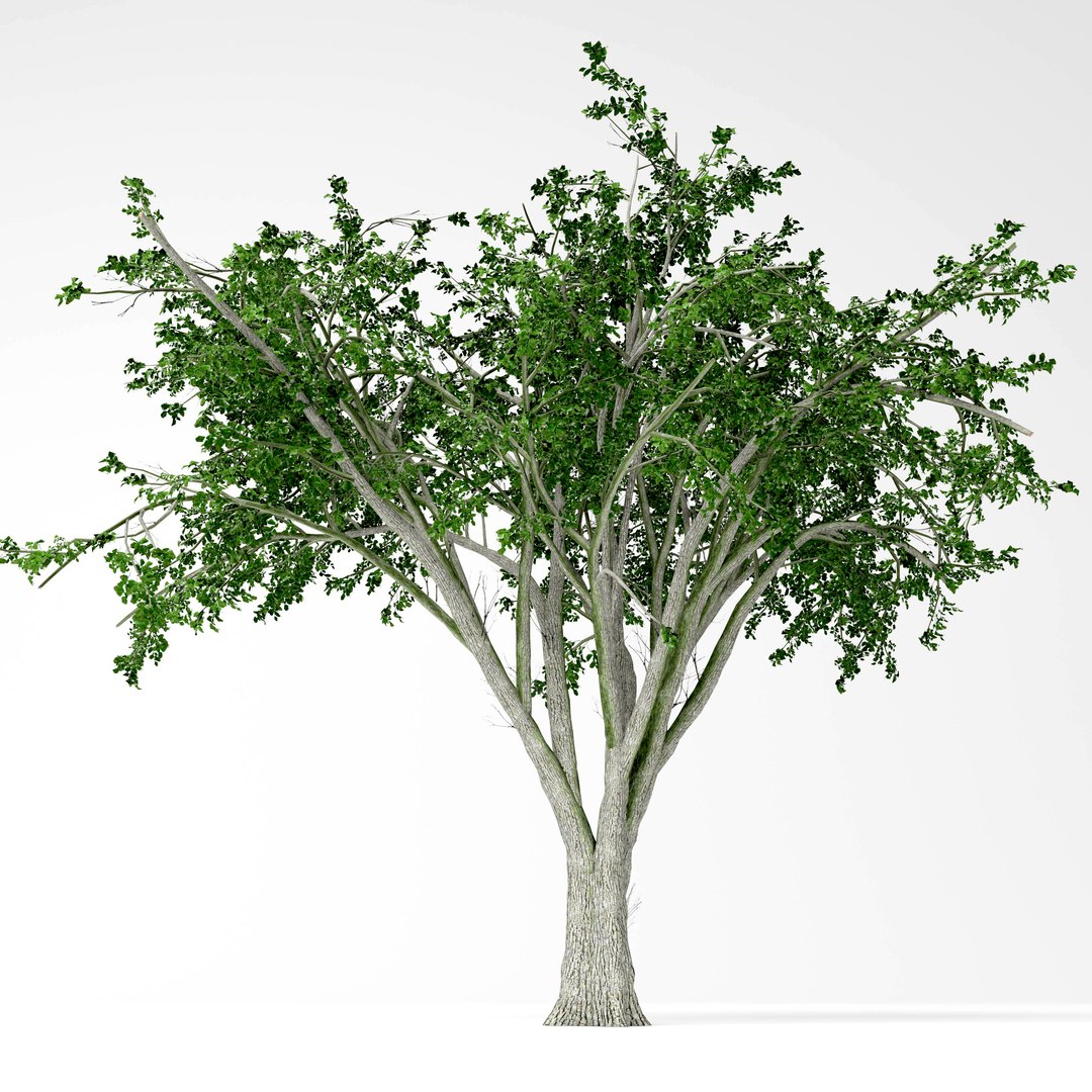 American Elm Model - TurboSquid 1360360