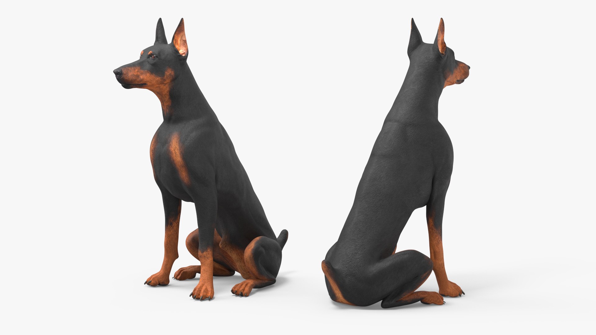 Doberman Pinscher Dog Rigged For Maya 3D Model - TurboSquid 2276424