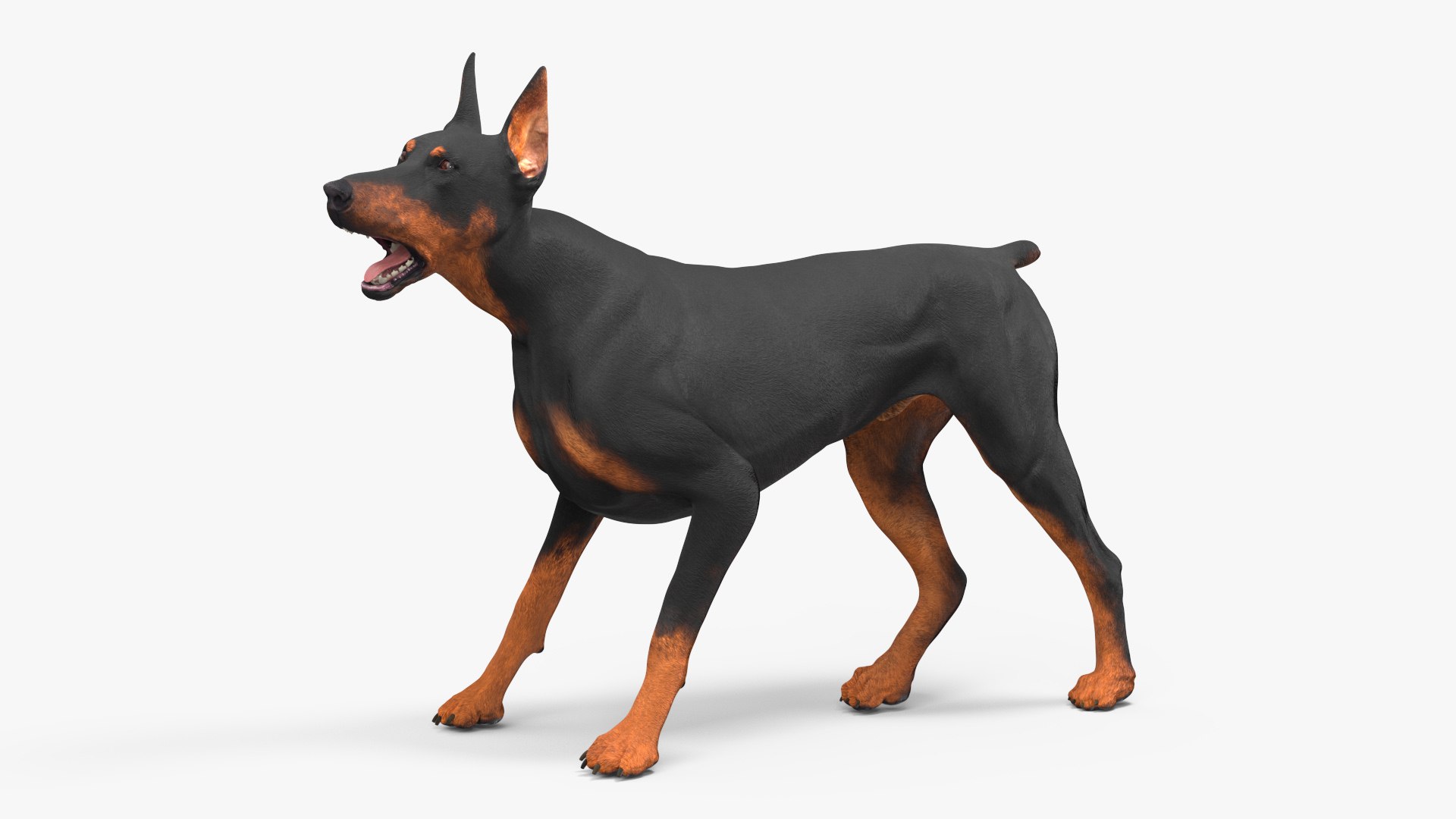 Doberman Pinscher Dog Rigged For Maya 3D Model - TurboSquid 2276424