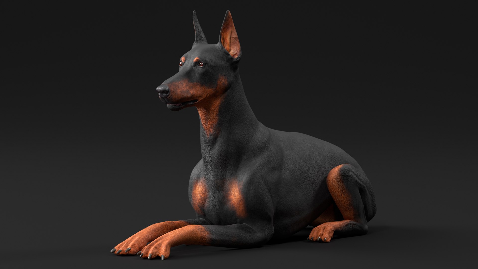 Doberman Pinscher Dog Rigged For Maya 3D Model - TurboSquid 2276424