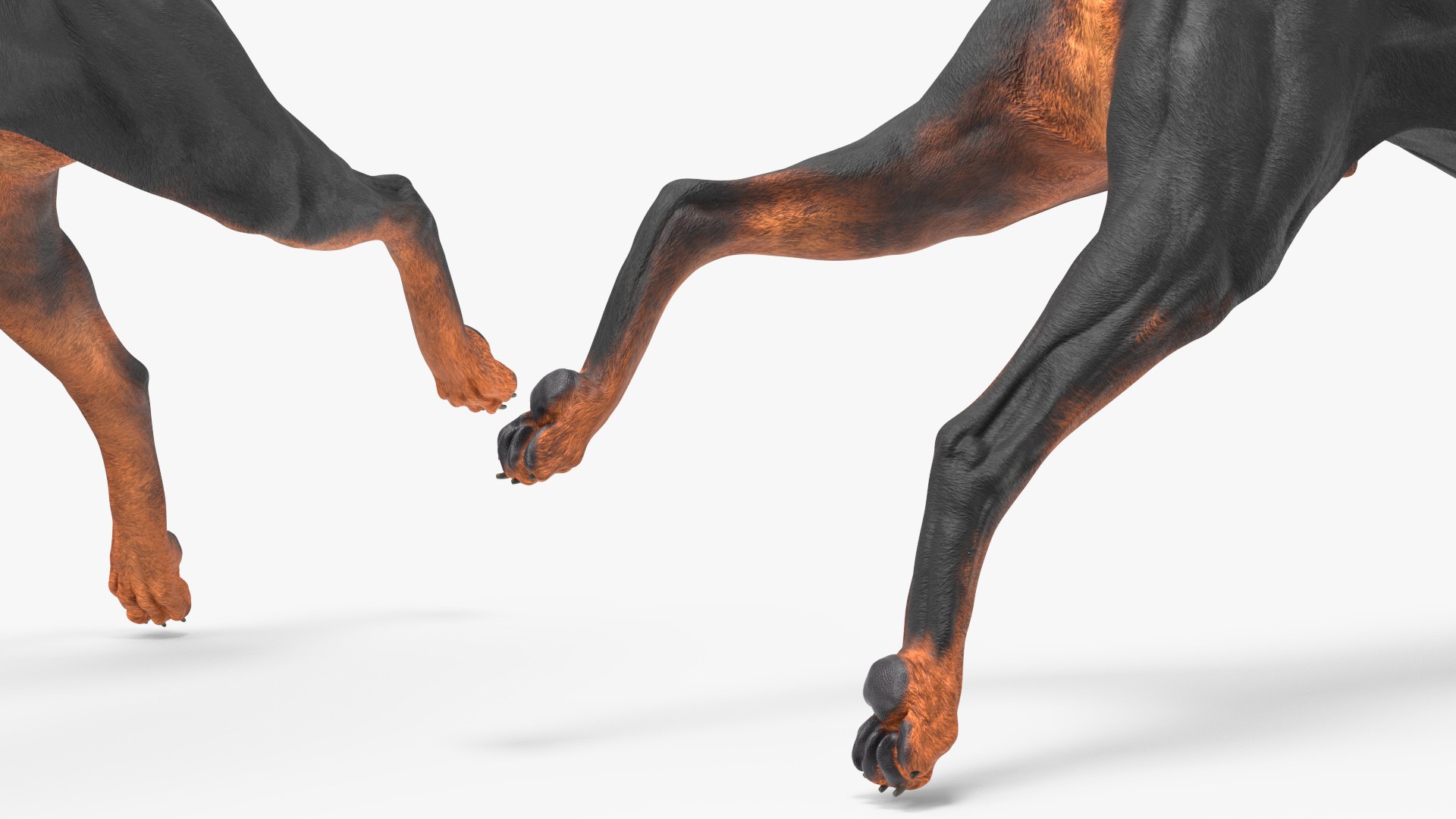Doberman Pinscher Dog Rigged For Maya 3D Model - TurboSquid 2276424