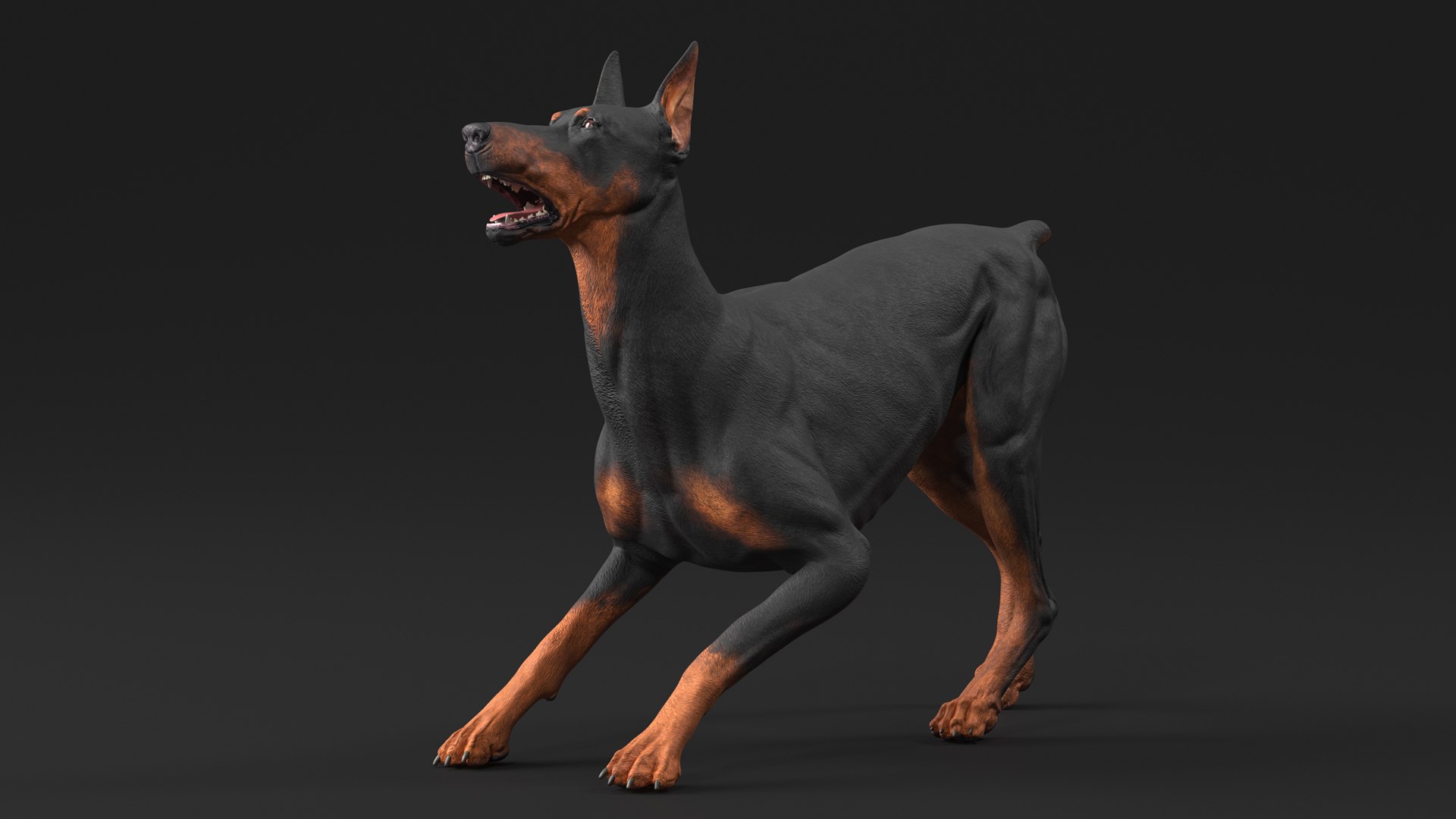 Doberman Pinscher Dog Rigged For Maya 3D Model - TurboSquid 2276424
