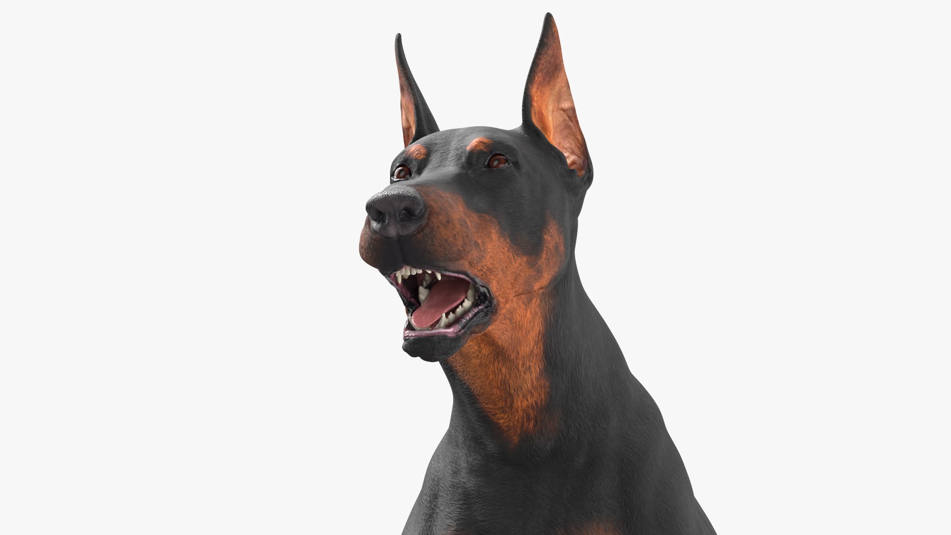 Doberman Pinscher Dog Rigged For Maya 3D Model - TurboSquid 2276424