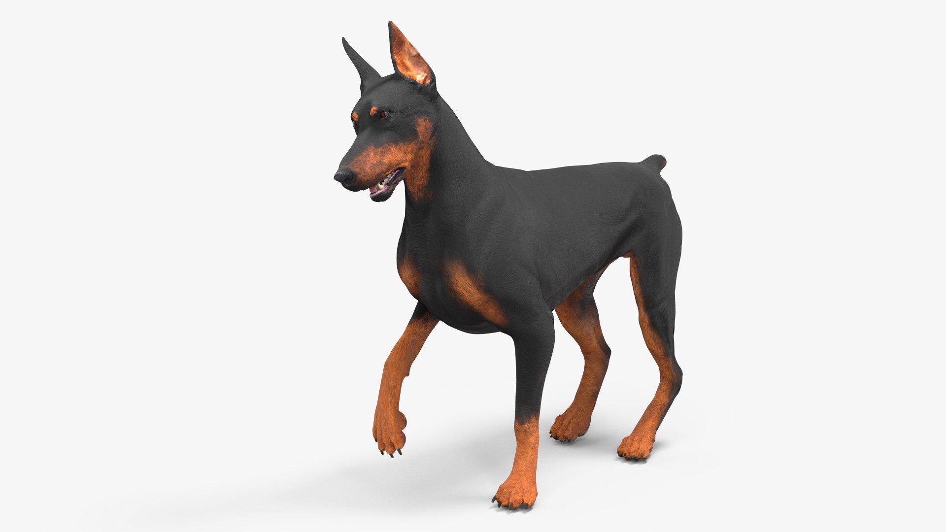 Doberman Pinscher Dog Rigged For Maya 3D Model - TurboSquid 2276424