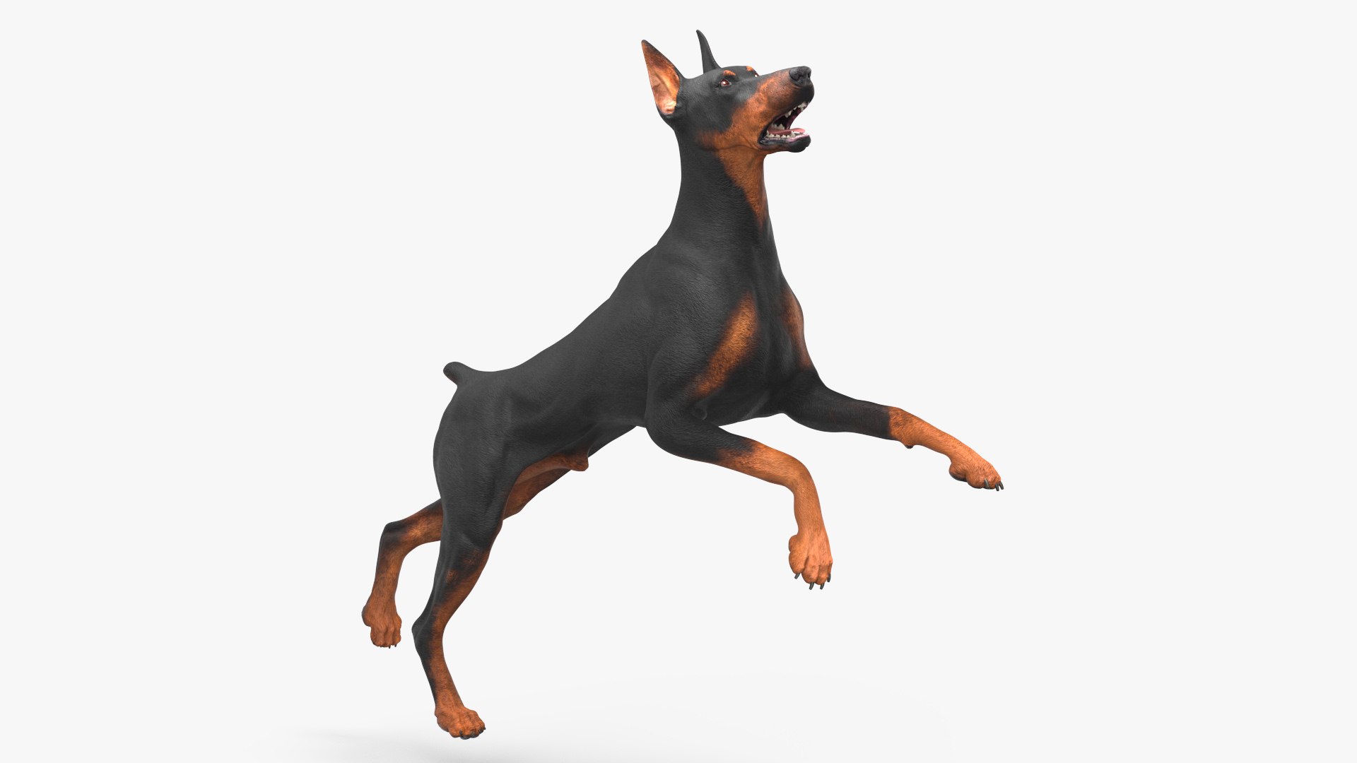 Doberman Pinscher Dog Rigged For Maya 3D Model - TurboSquid 2276424