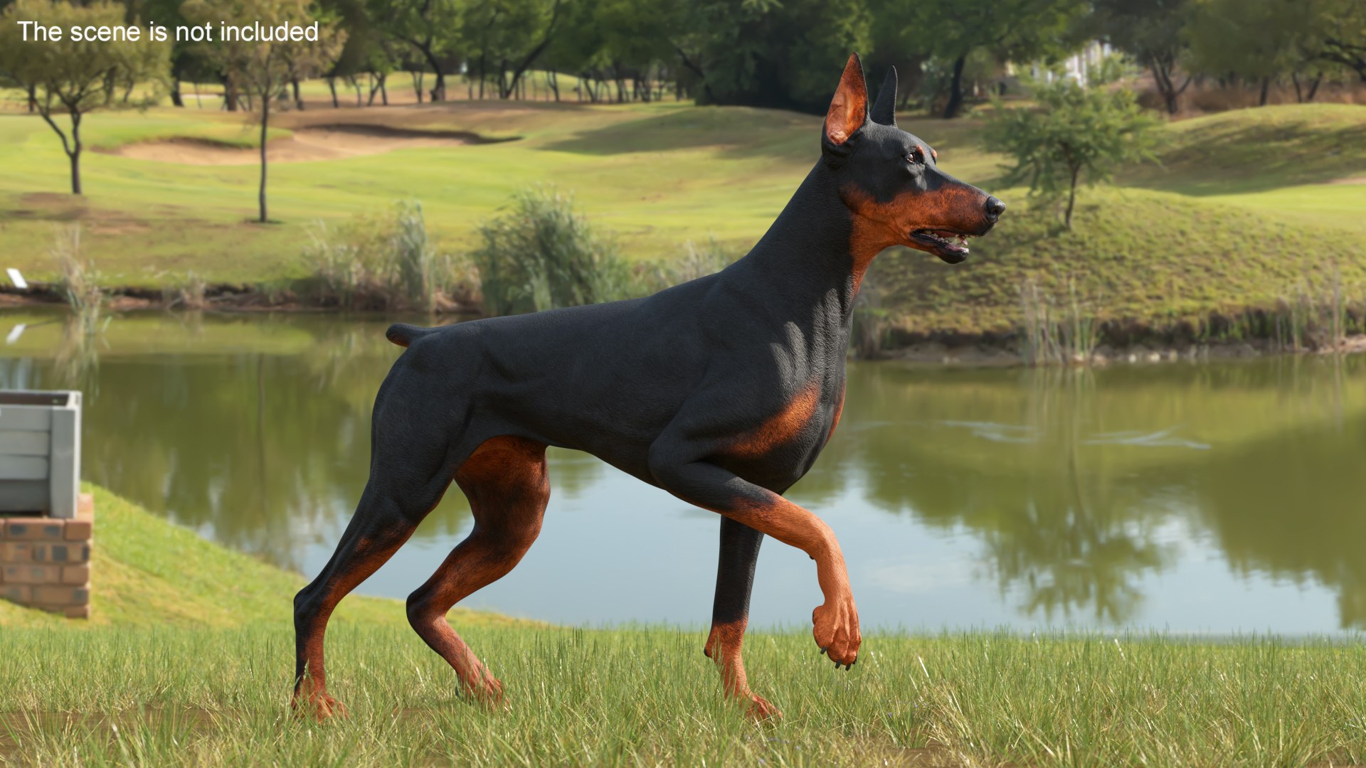 Doberman Pinscher Dog Rigged For Maya 3D Model - TurboSquid 2276424