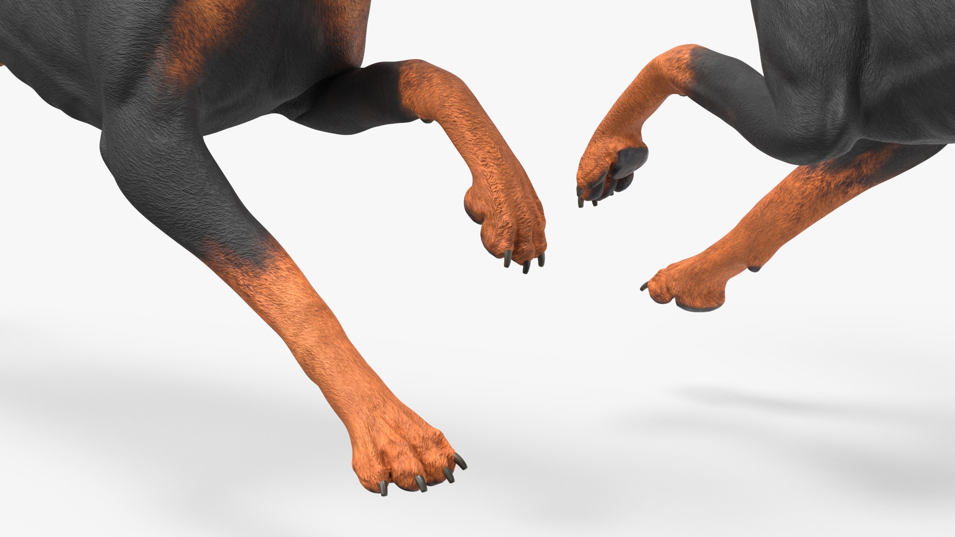 Doberman Pinscher Dog Rigged For Maya 3D Model - TurboSquid 2276424