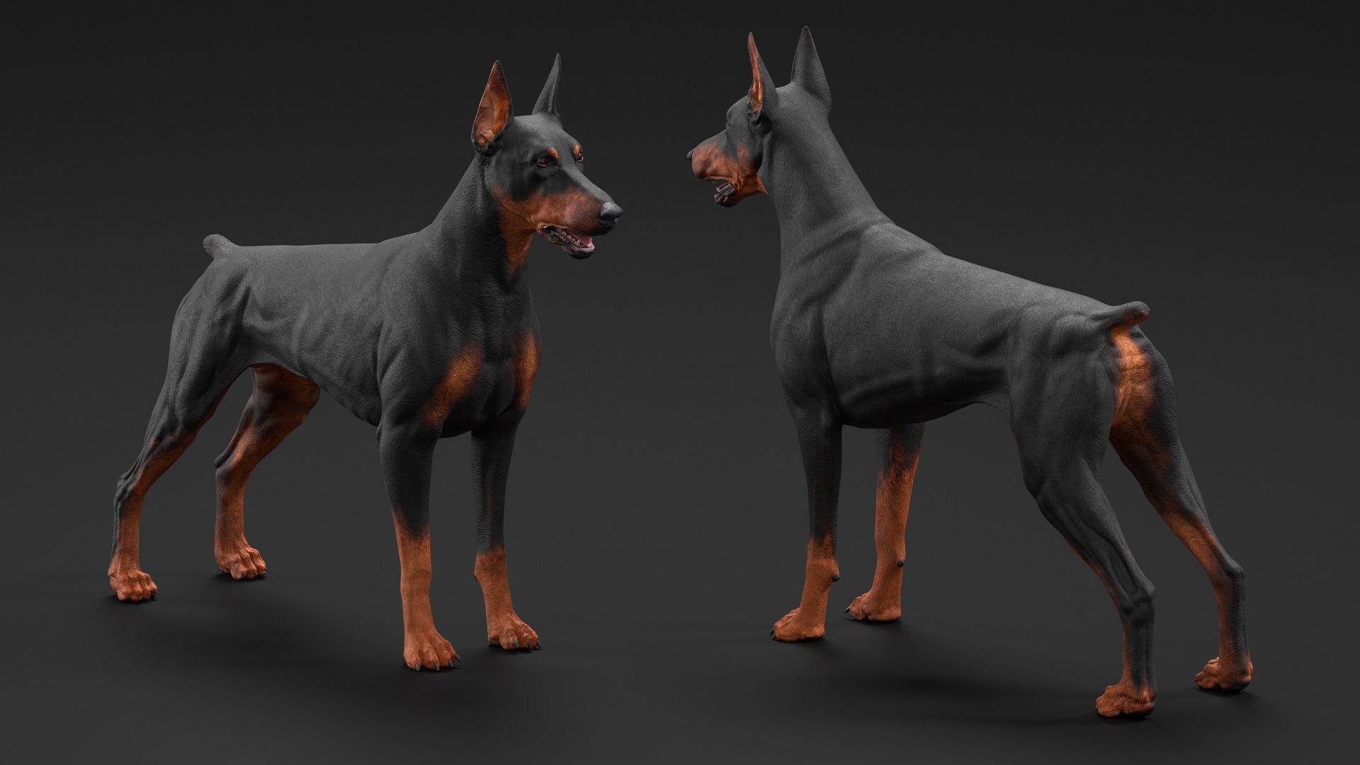 Doberman Pinscher Dog Rigged For Maya 3D Model - TurboSquid 2276424