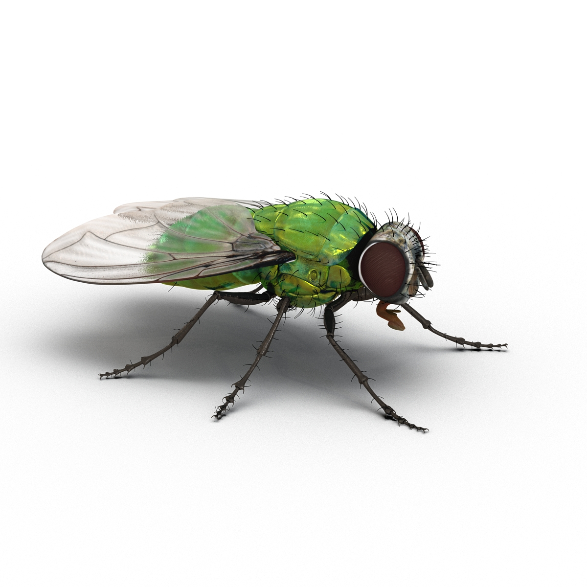 3D rigged flying insects 2 - TurboSquid 1642141
