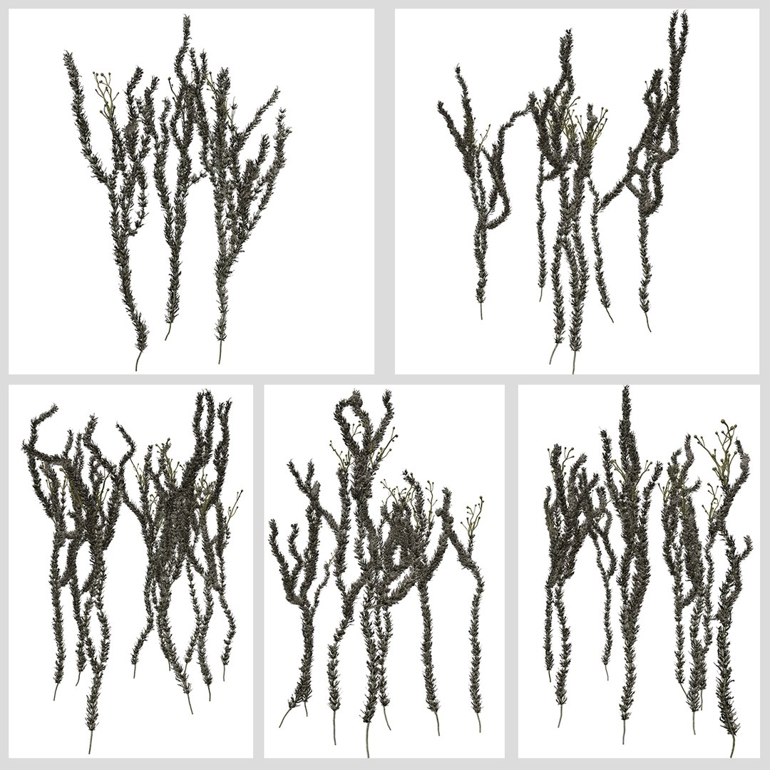 Sagebrush Plant Collection Model - TurboSquid 2378485