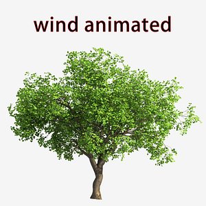 Tree Wind 3D Models for Download | TurboSquid