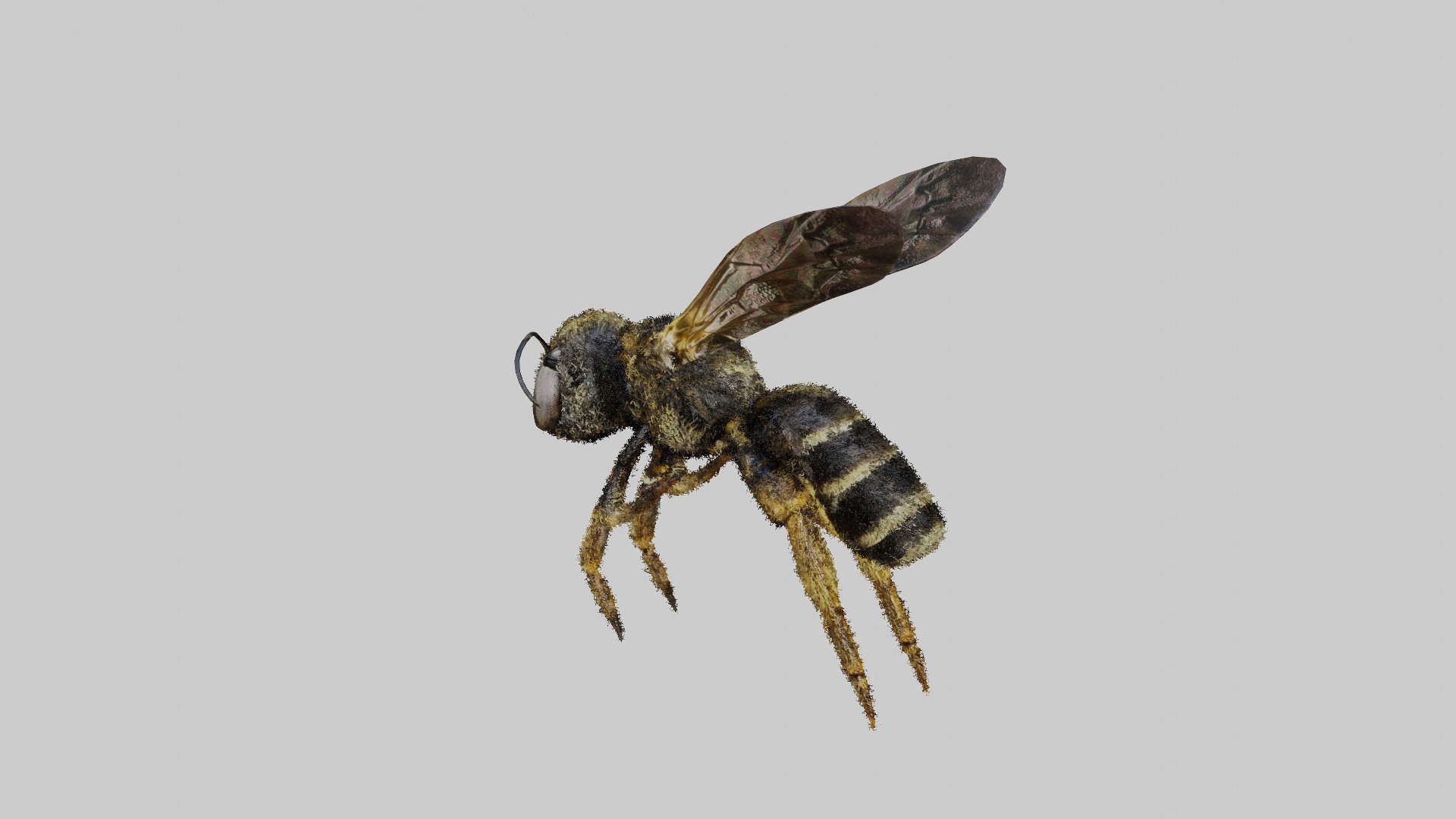 3D Animation BEE - TurboSquid 2227453