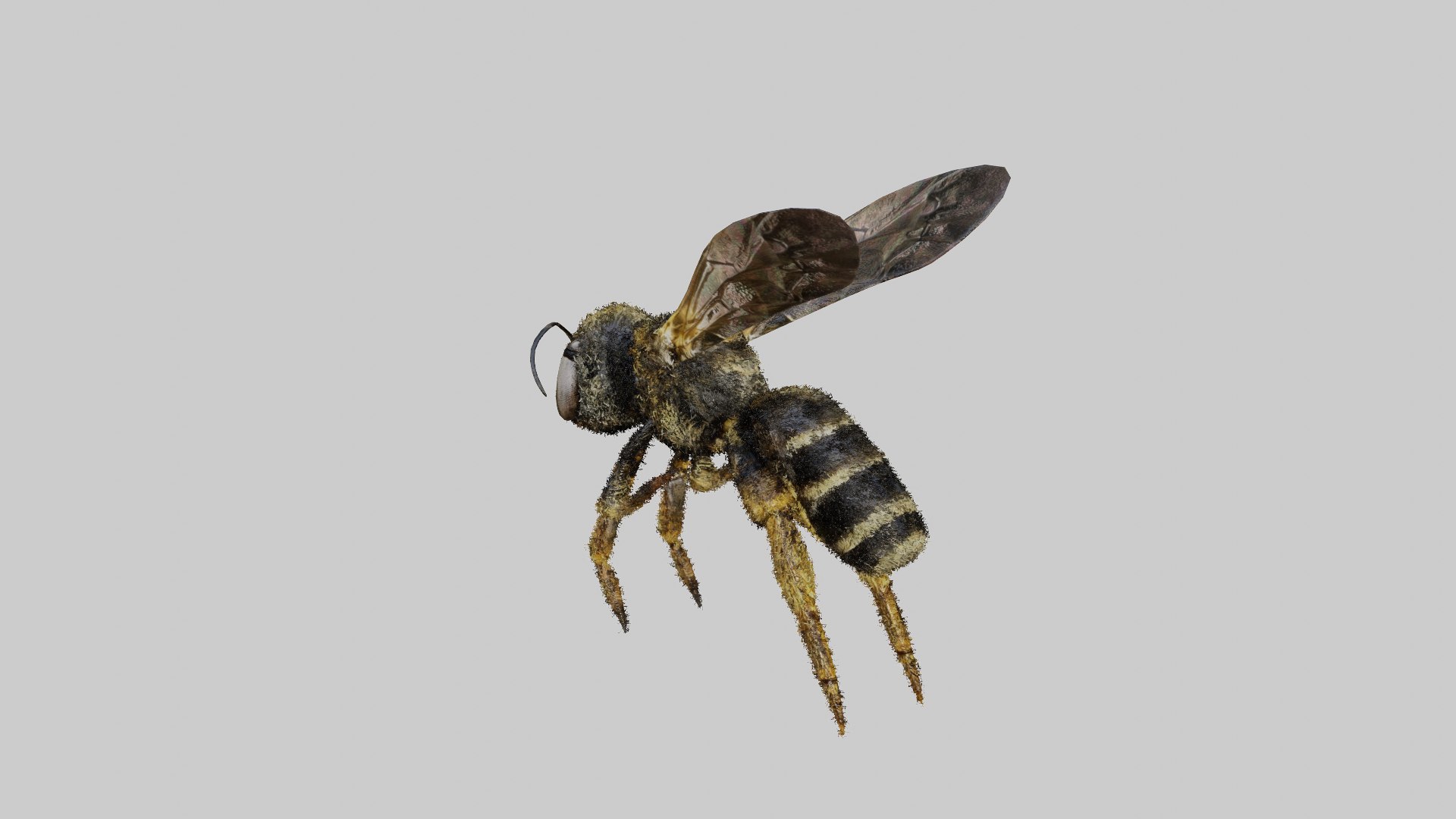 3D Animation BEE - TurboSquid 2227453