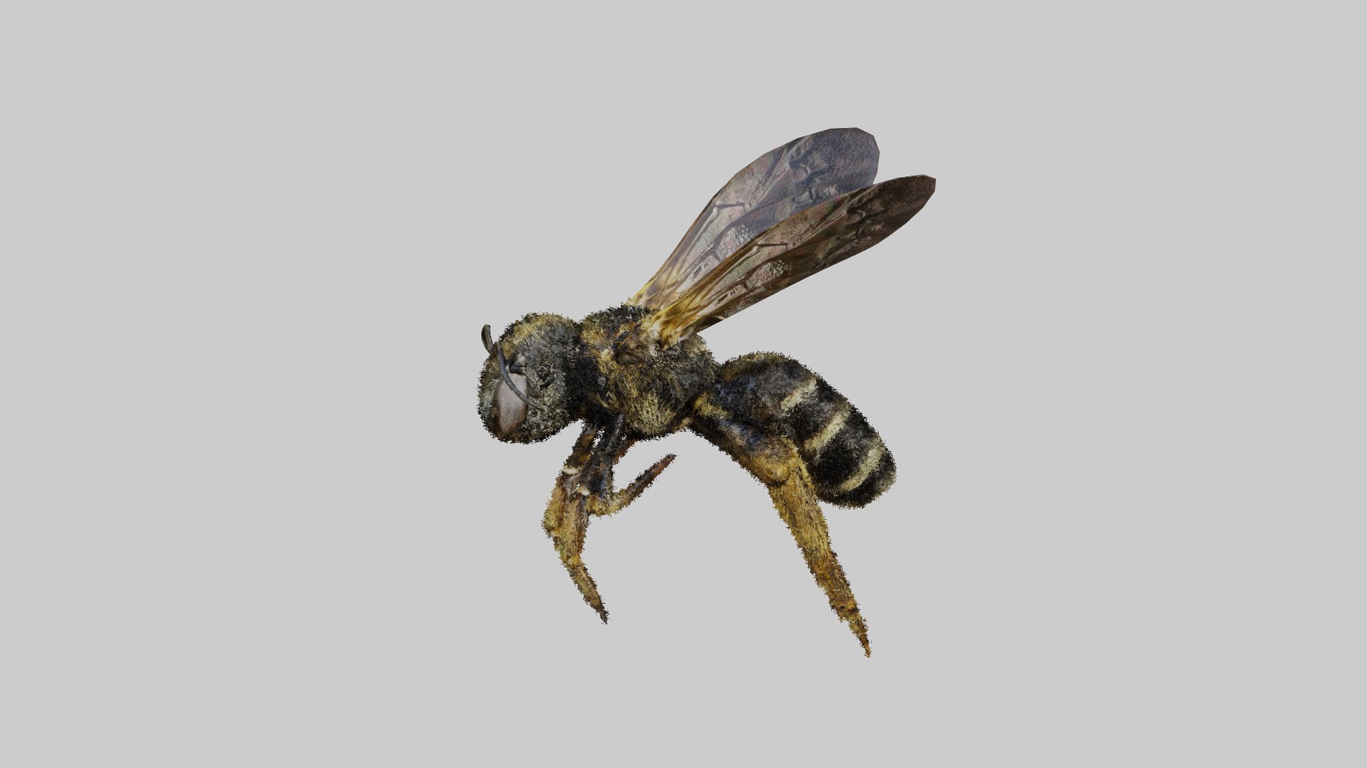 3D Animation BEE - TurboSquid 2227453