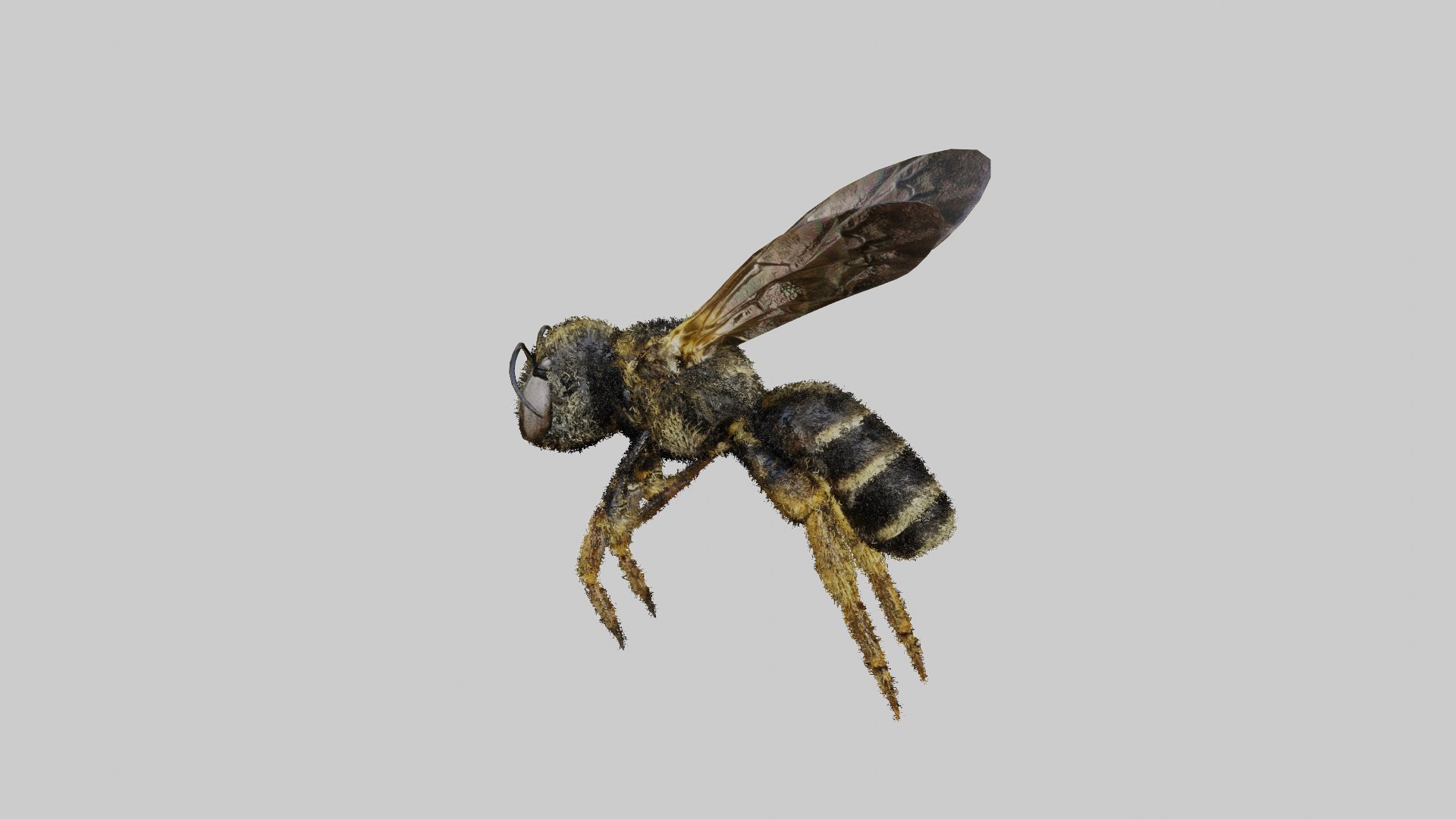 3D Animation BEE - TurboSquid 2227453