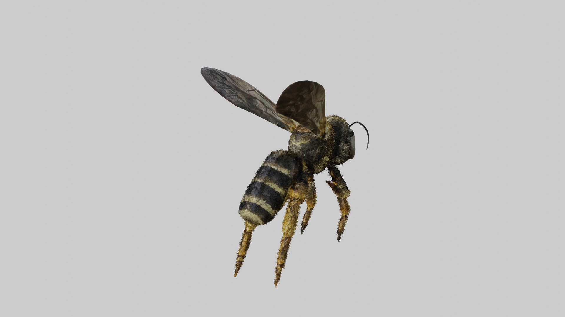 3D Animation BEE - TurboSquid 2227453