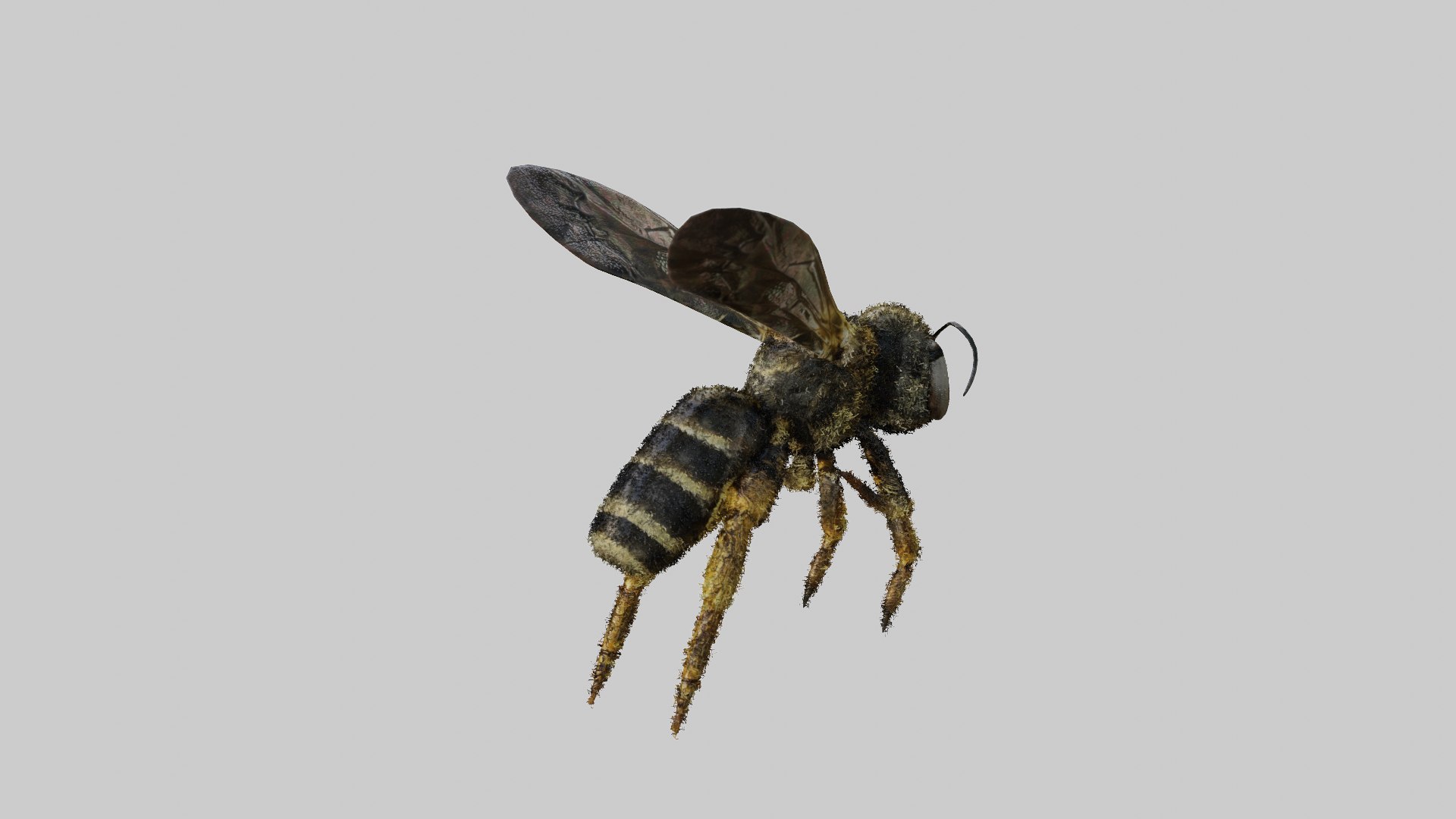 3D Animation BEE - TurboSquid 2227453