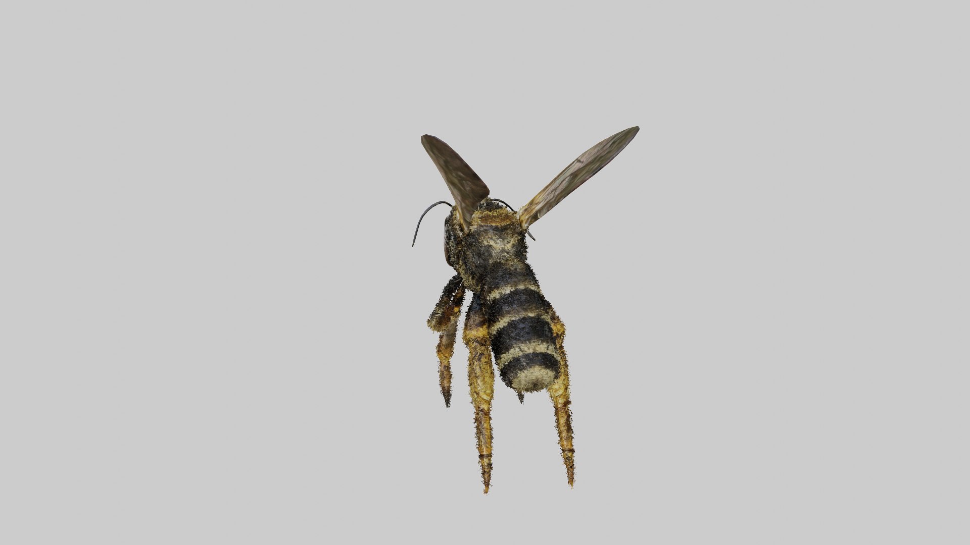 3D Animation BEE - TurboSquid 2227453