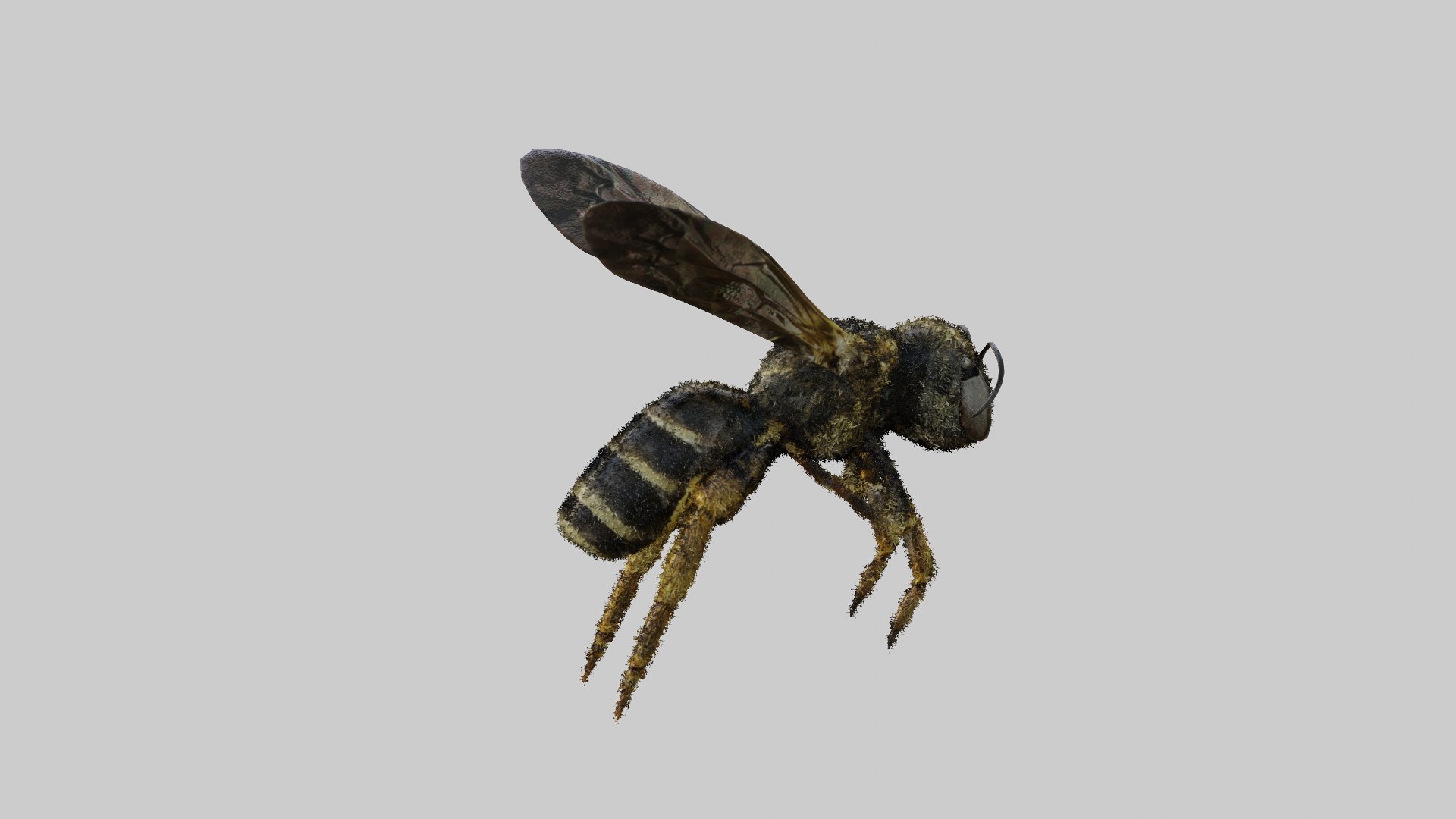 3D Animation BEE - TurboSquid 2227453