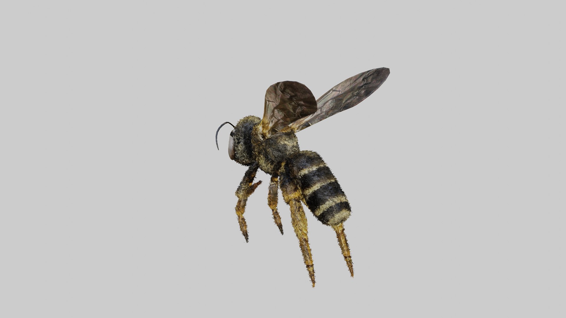 3D Animation BEE - TurboSquid 2227453
