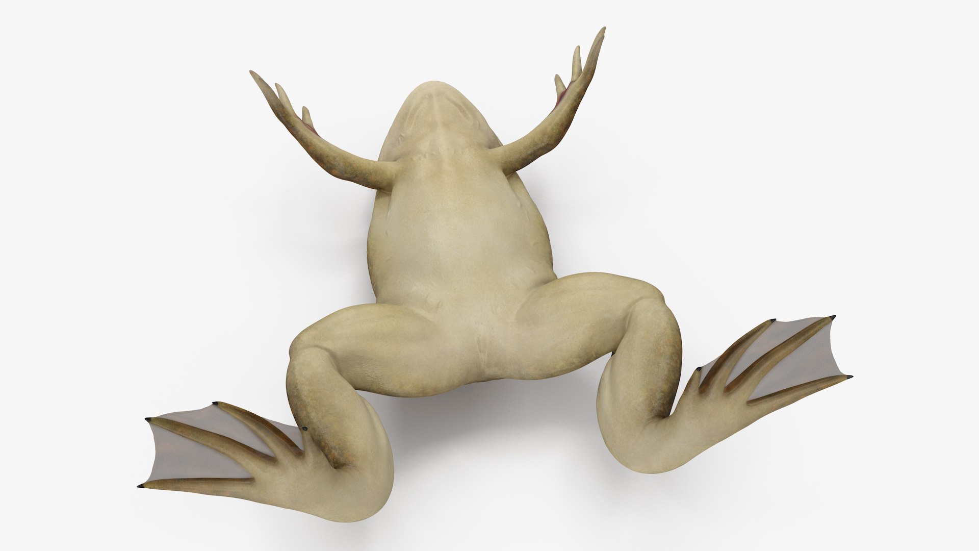 3D African Claw-toe Frog Rigged For Maya - TurboSquid 2139822