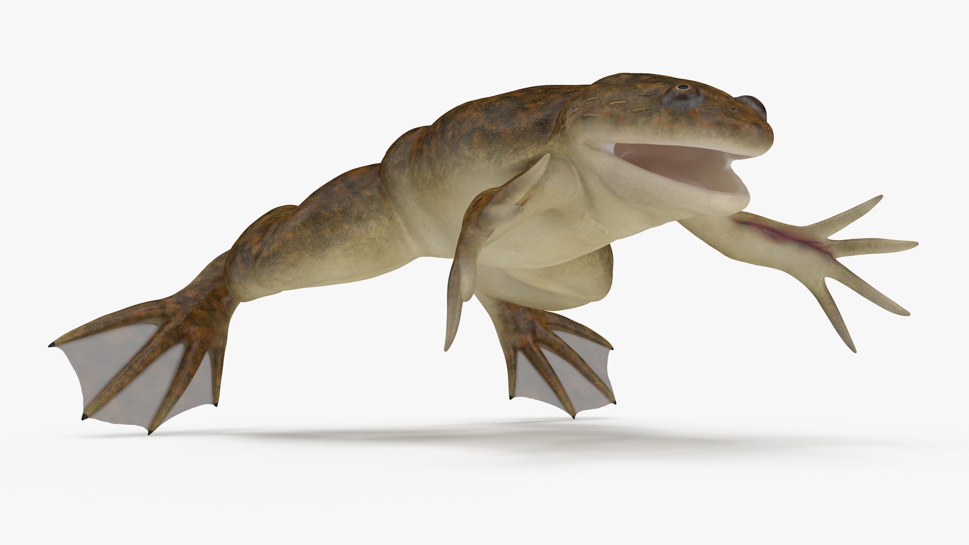 3D African Claw-toe Frog Rigged For Maya - TurboSquid 2139822