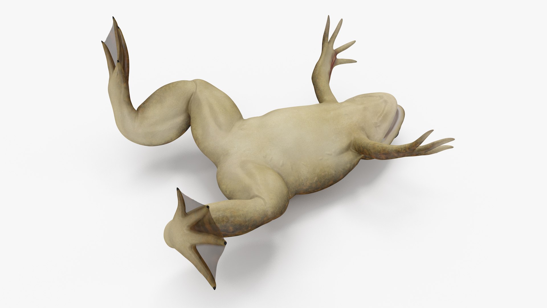 3D African Claw-toe Frog Rigged For Maya - TurboSquid 2139822