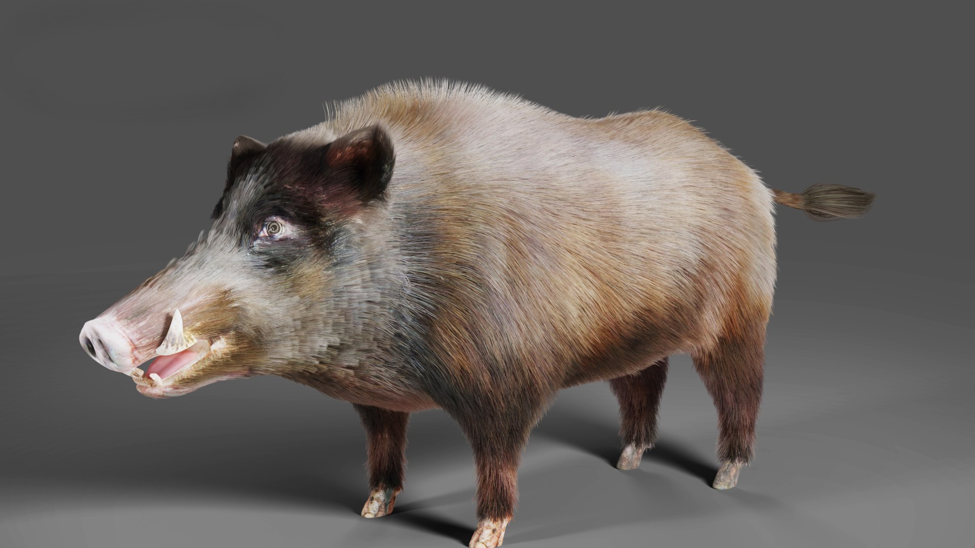 Fur Wild Boar V06 Rigged And Animation 3D Model - TurboSquid 1991679